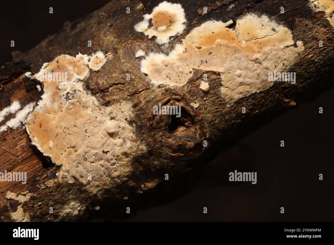 Netted Crust (Byssomerulius corium Stock Photo - Alamy