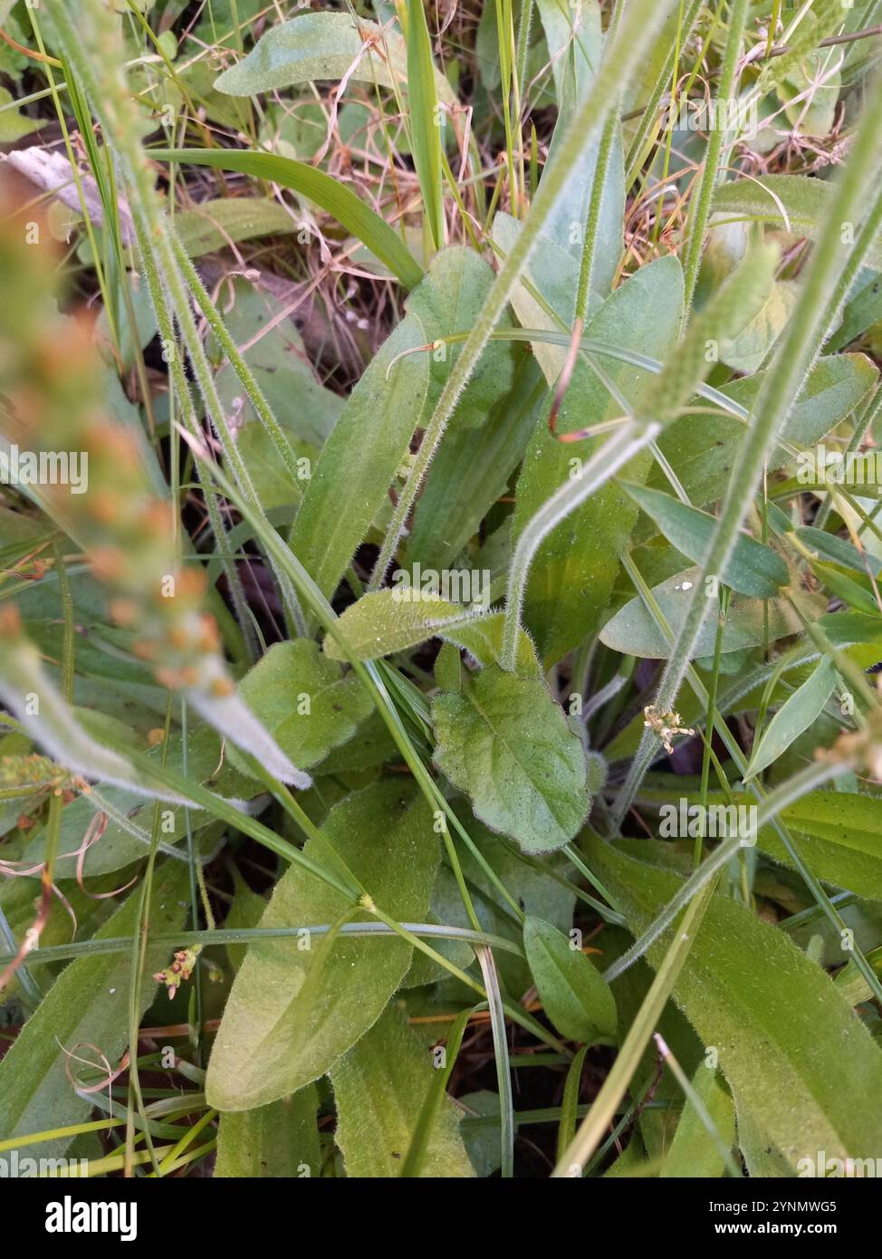 dwarf plantain (Plantago virginica Stock Photo - Alamy