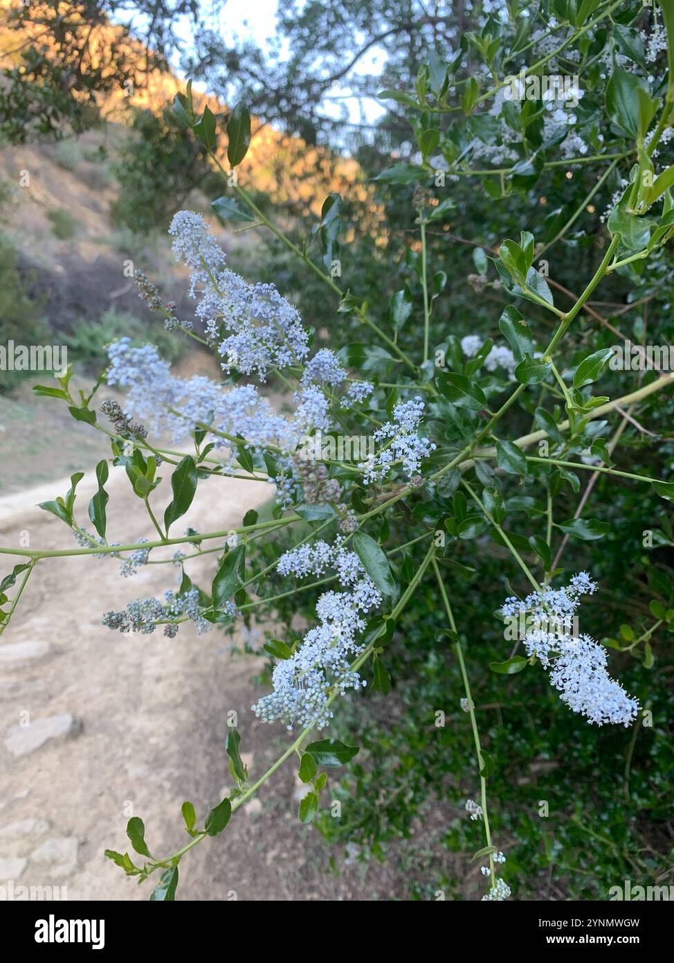 greenbark ceanothus (Ceanothus spinosus Stock Photo - Alamy