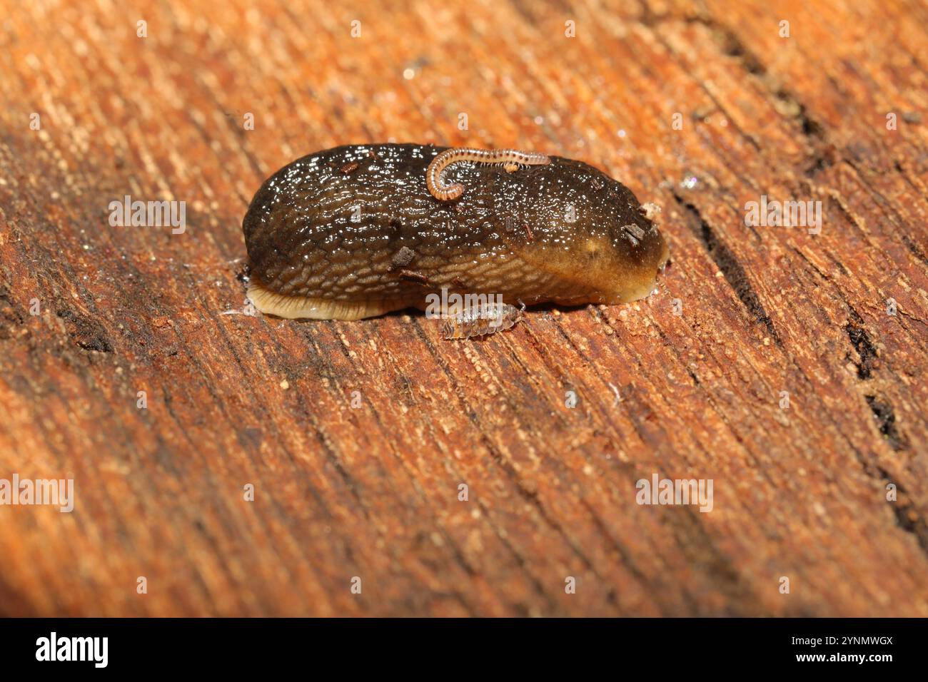 Western Dusky Slug (Arion subfuscus Stock Photo - Alamy