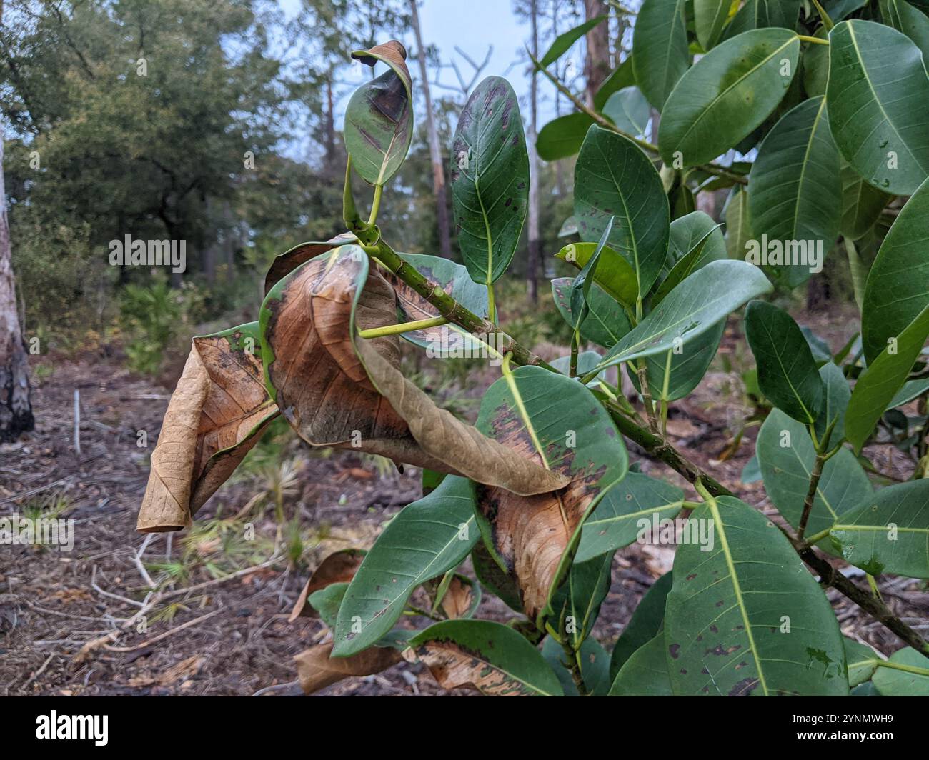 Florida Strangler Fig (Ficus aurea Stock Photo - Alamy