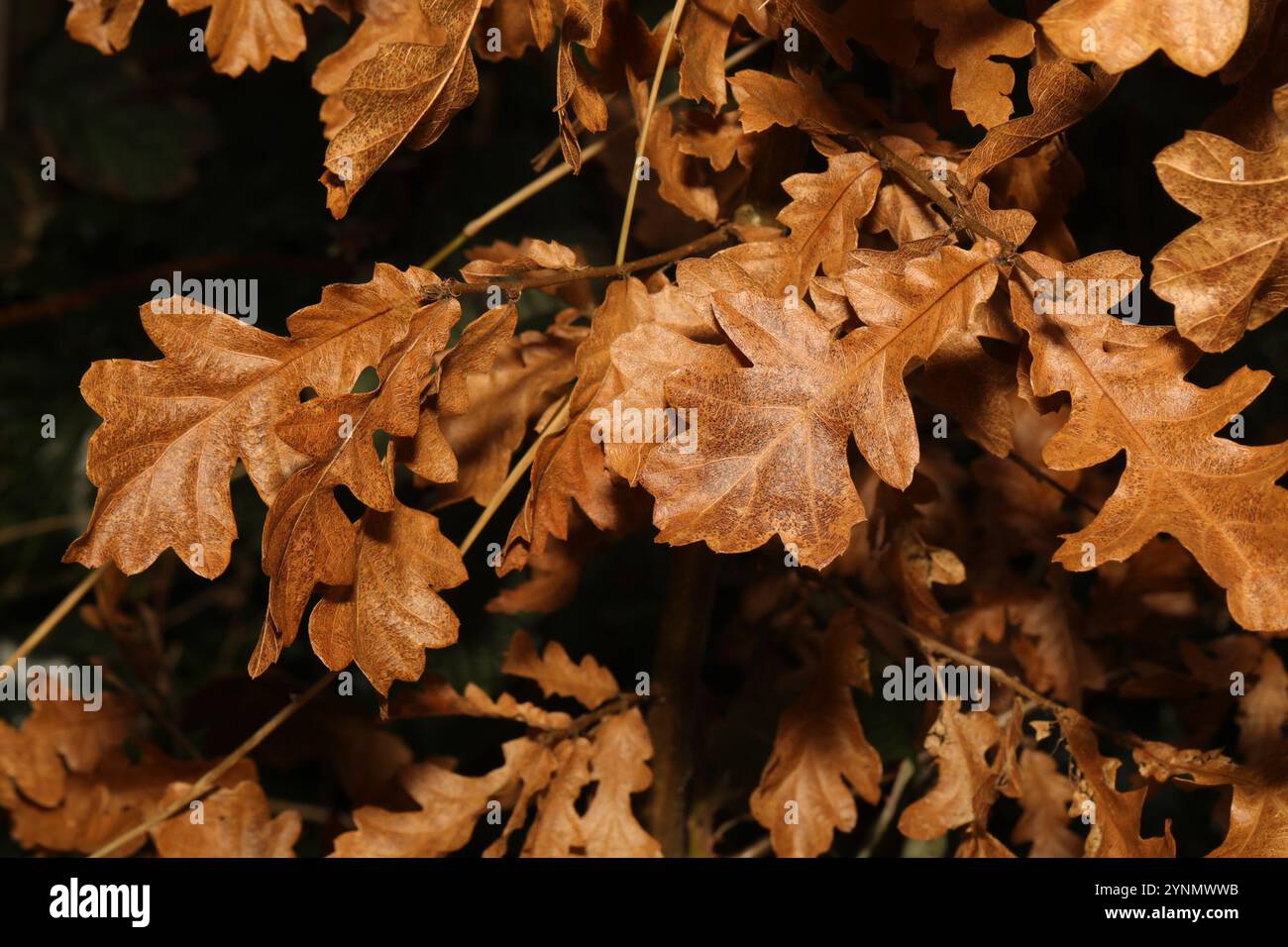 Turkey Oak (Quercus cerris Stock Photo - Alamy