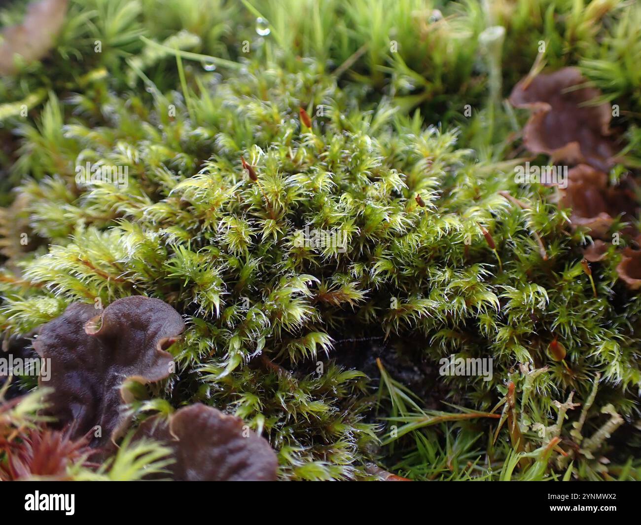 Yellow-green Rock Moss (Racomitrium heterostichum Stock Photo - Alamy