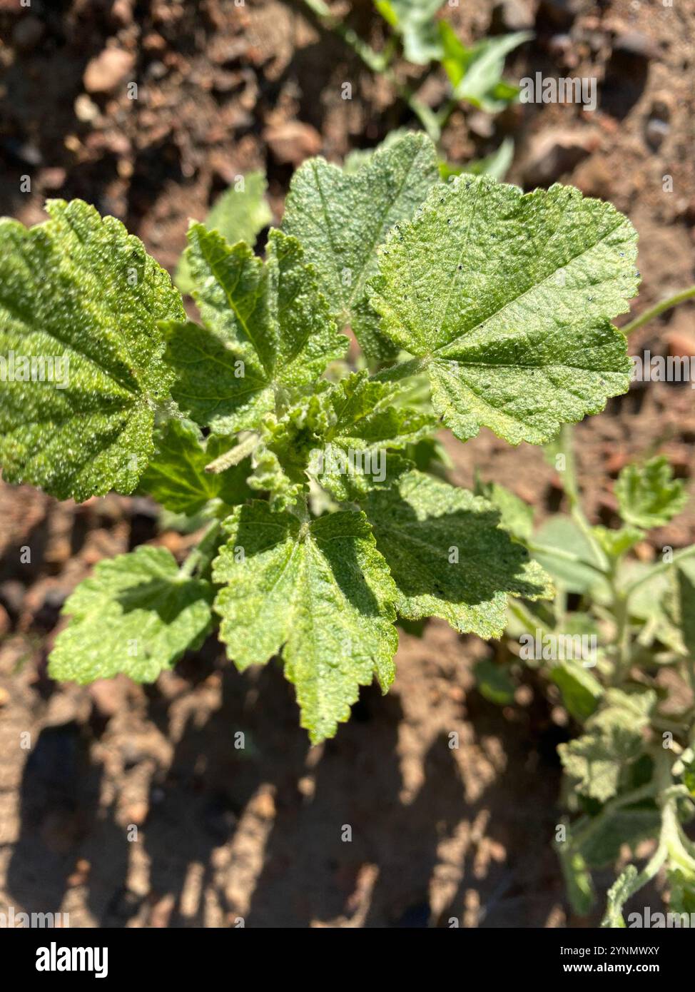 southern coastal bushmallow (Malacothamnus fasciculatus Stock Photo - Alamy