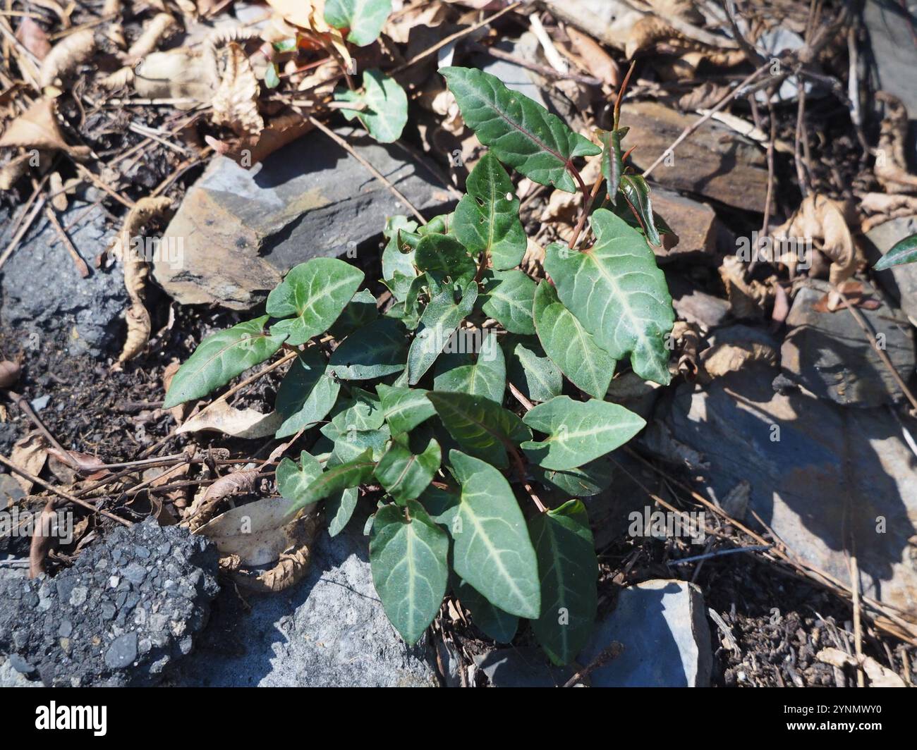 Reynoutria multiflora hi-res stock photography and images - Alamy