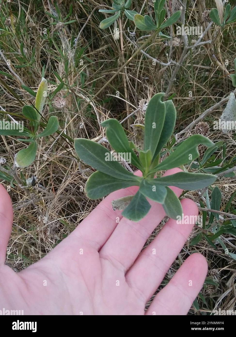 sea ox-eye (Borrichia frutescens Stock Photo - Alamy