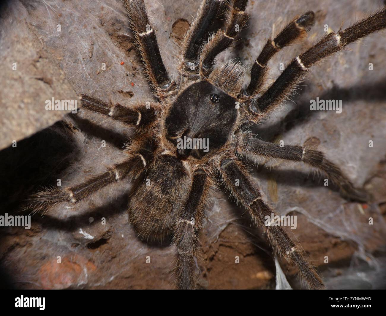 Horned Baboon Spiders (Ceratogyrus Stock Photo - Alamy