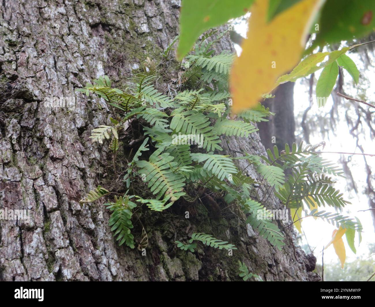 resurrection fern (Pleopeltis michauxiana Stock Photo - Alamy