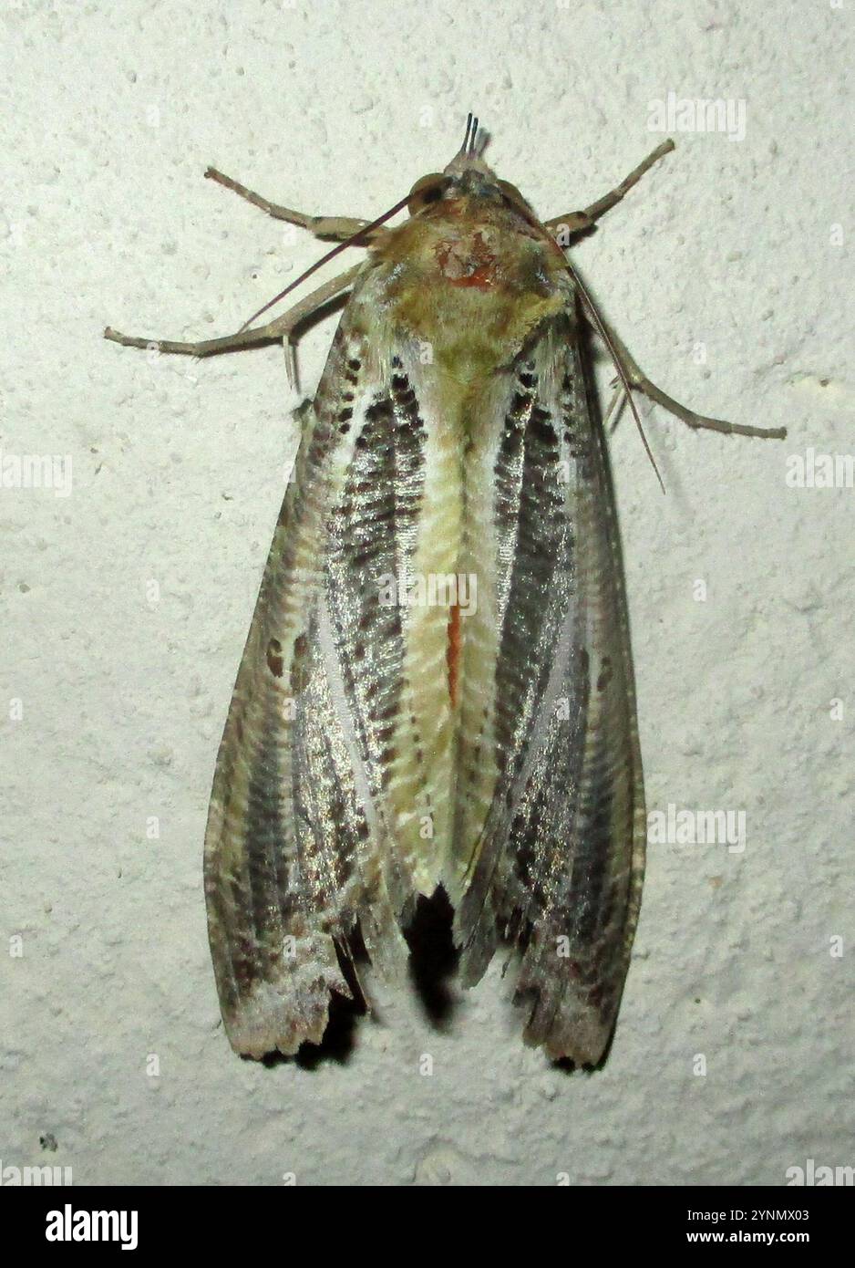 Dot-underwing Moth (Eudocima materna Stock Photo - Alamy