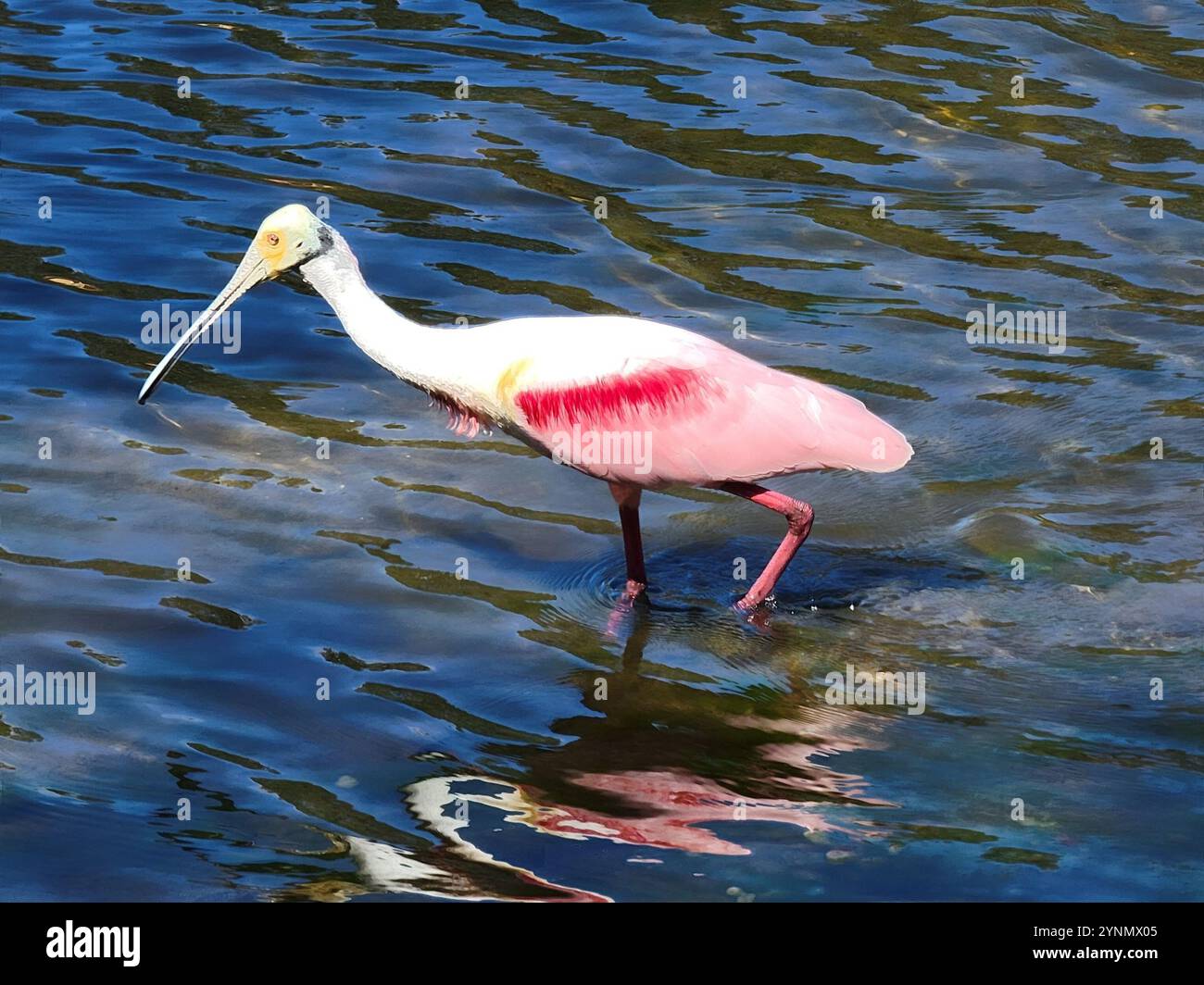 Roseate Spoonbill (Platalea ajaja Stock Photo - Alamy