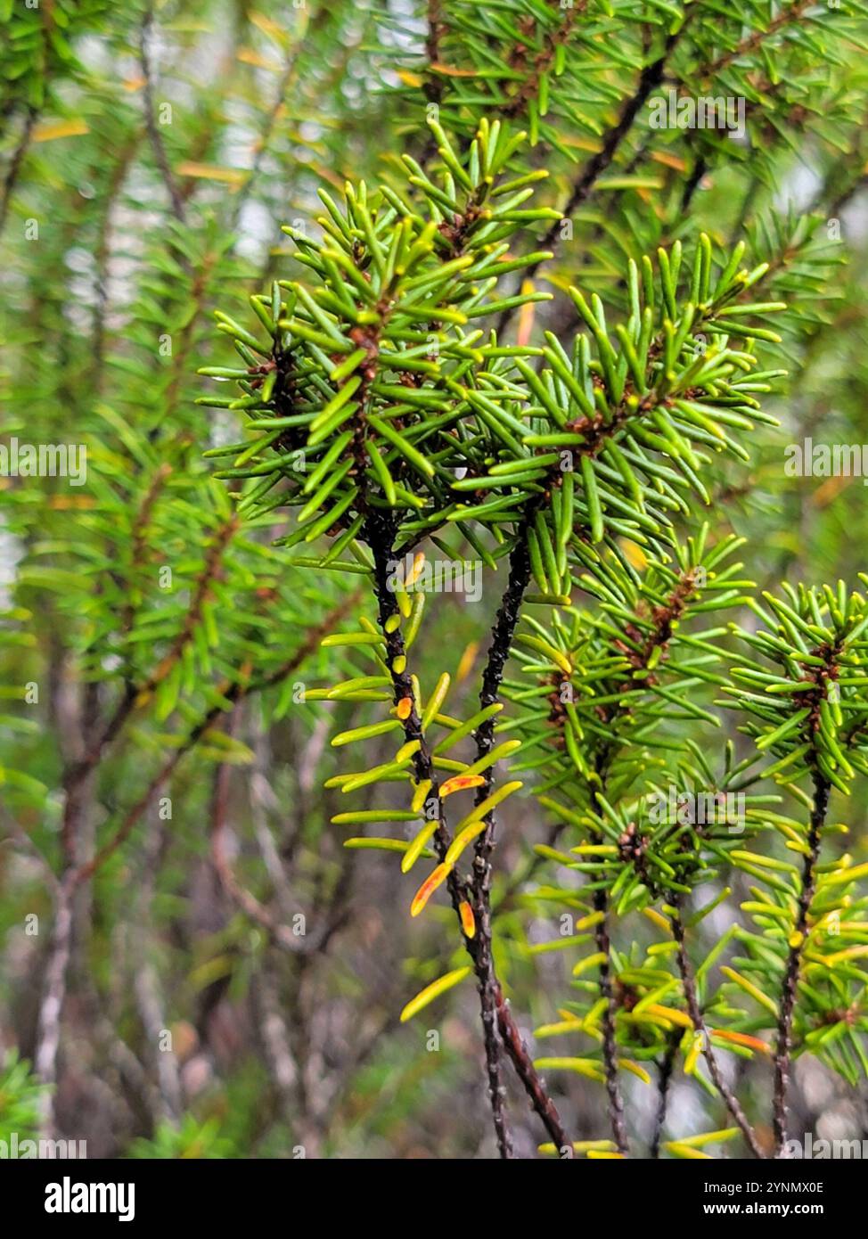 Florida rosemary (Ceratiola ericoides Stock Photo - Alamy