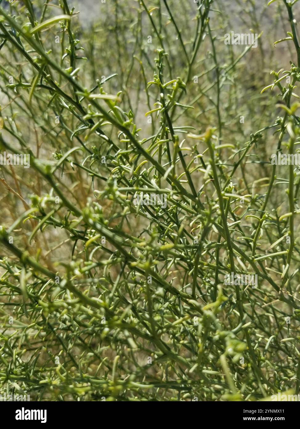 Cheesebush (Ambrosia salsola Stock Photo - Alamy