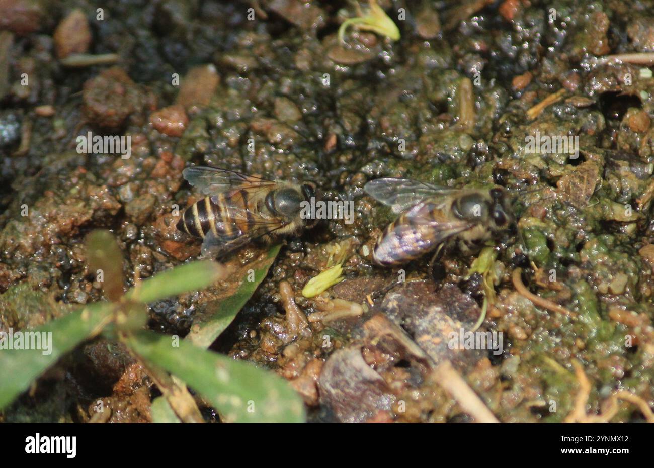 Asian Honey Bee (Apis cerana Stock Photo - Alamy