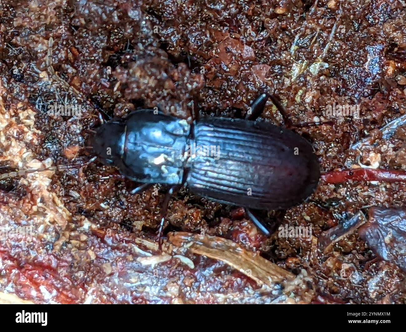 Blackclock hi-res stock photography and images - Alamy