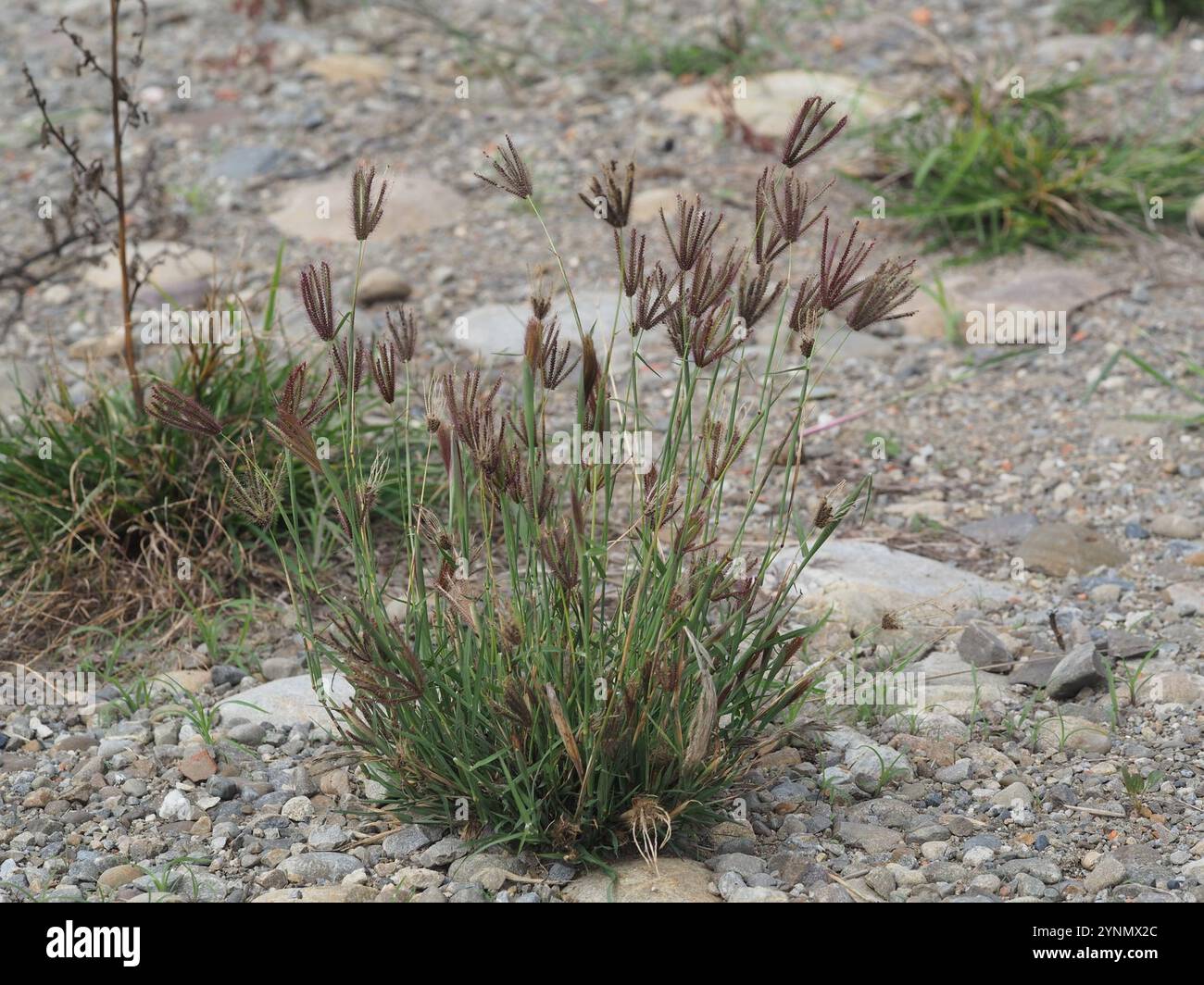 Finger Grass (Chloris barbata Stock Photo - Alamy