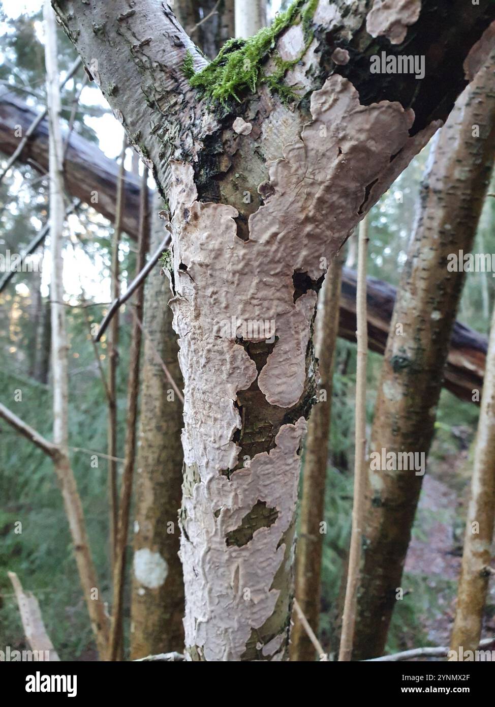 Broadleaf Bleeding-crust (Stereum rugosum Stock Photo - Alamy