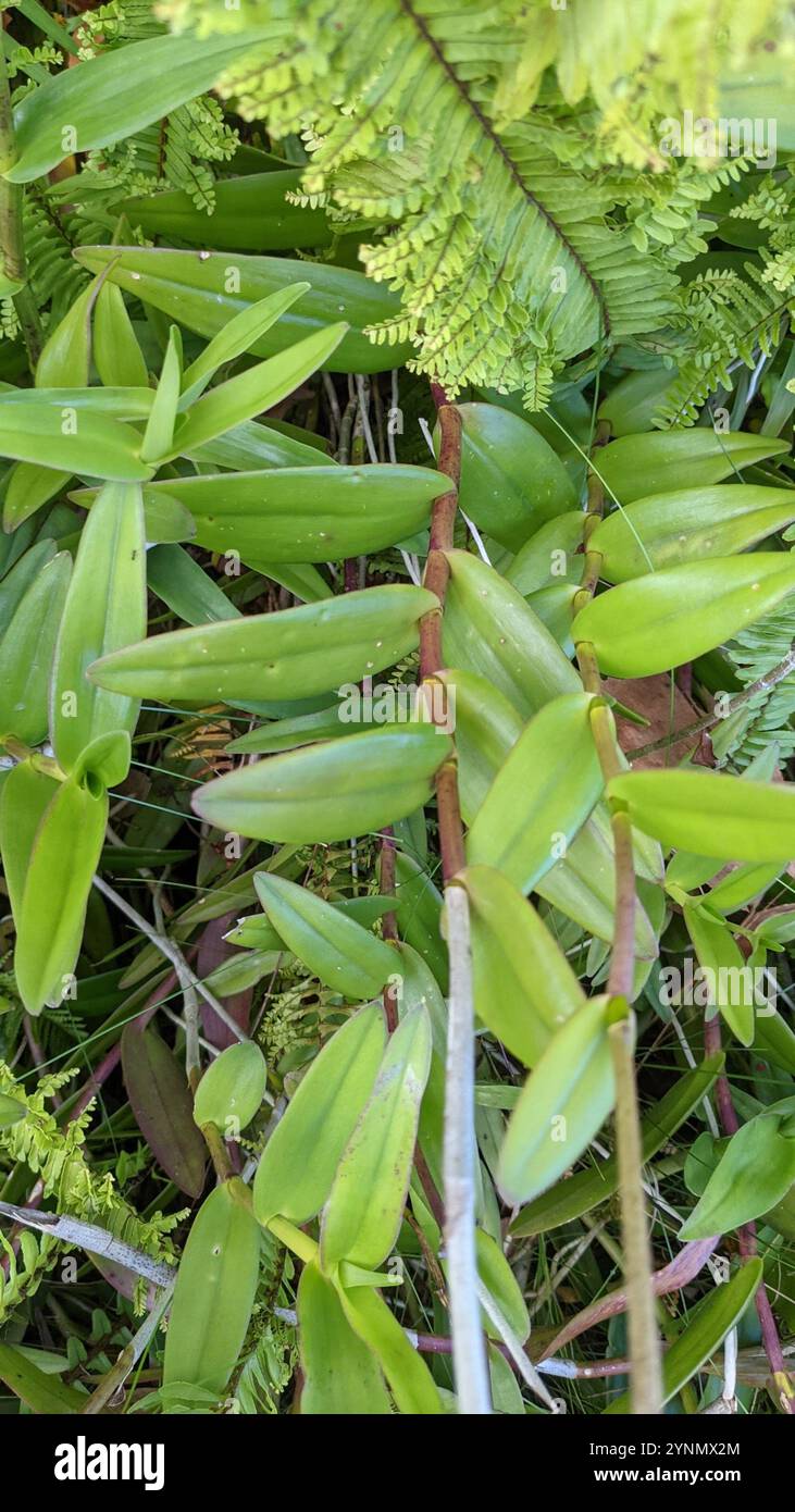 Fire-star orchid (Epidendrum radicans Stock Photo - Alamy