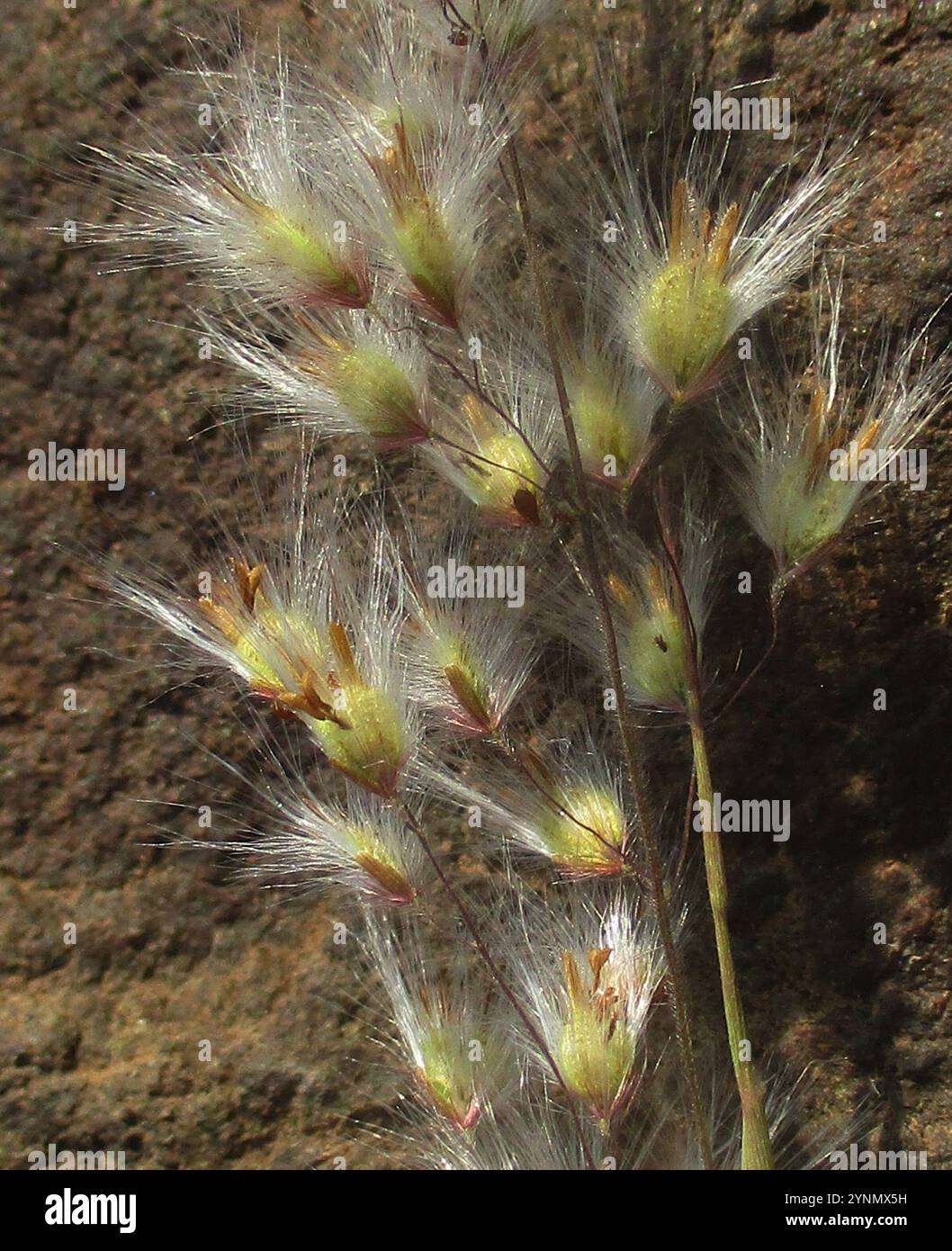Natal grass (Melinis repens Stock Photo - Alamy