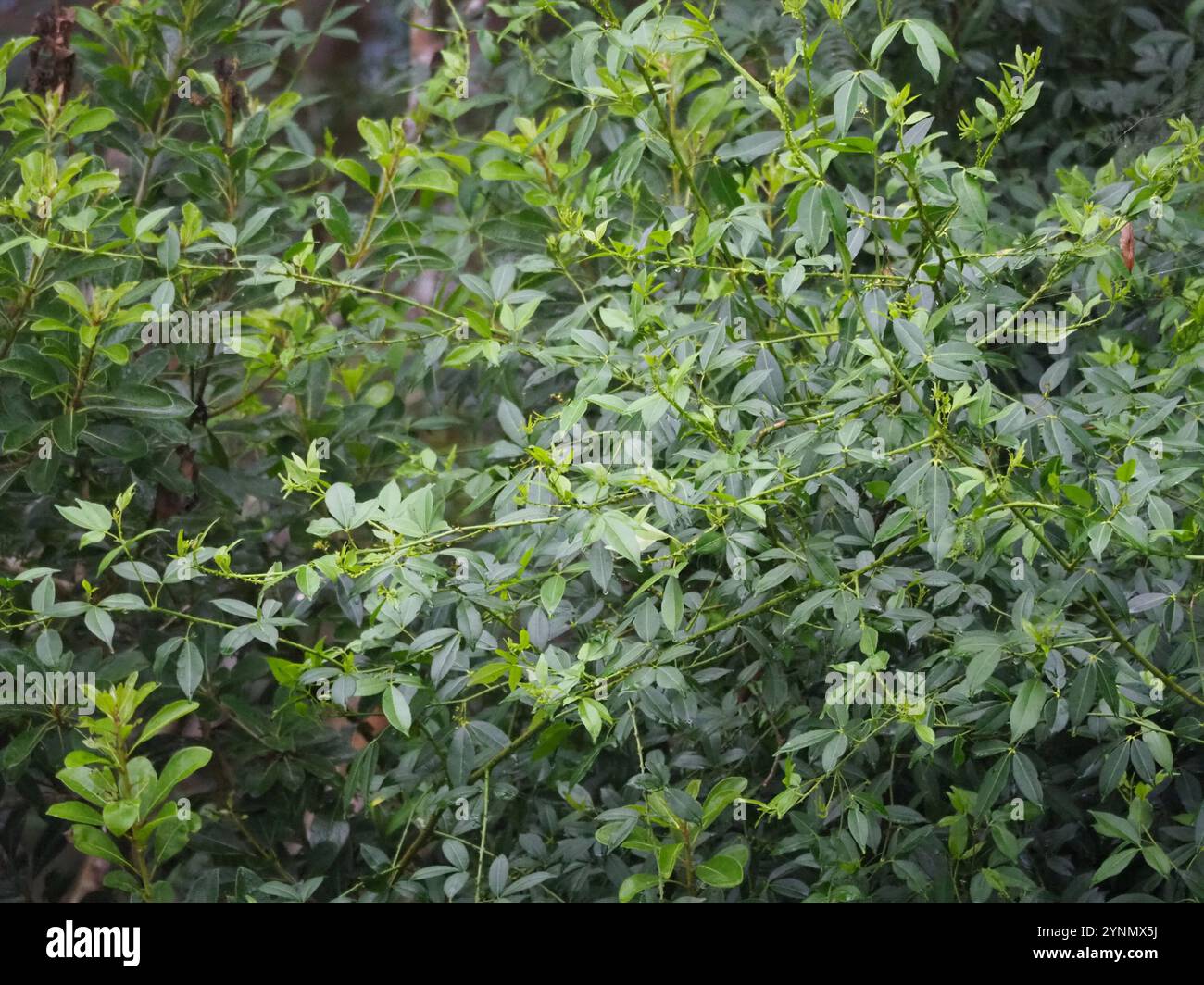 orange climber (Zanthoxylum asiaticum Stock Photo - Alamy