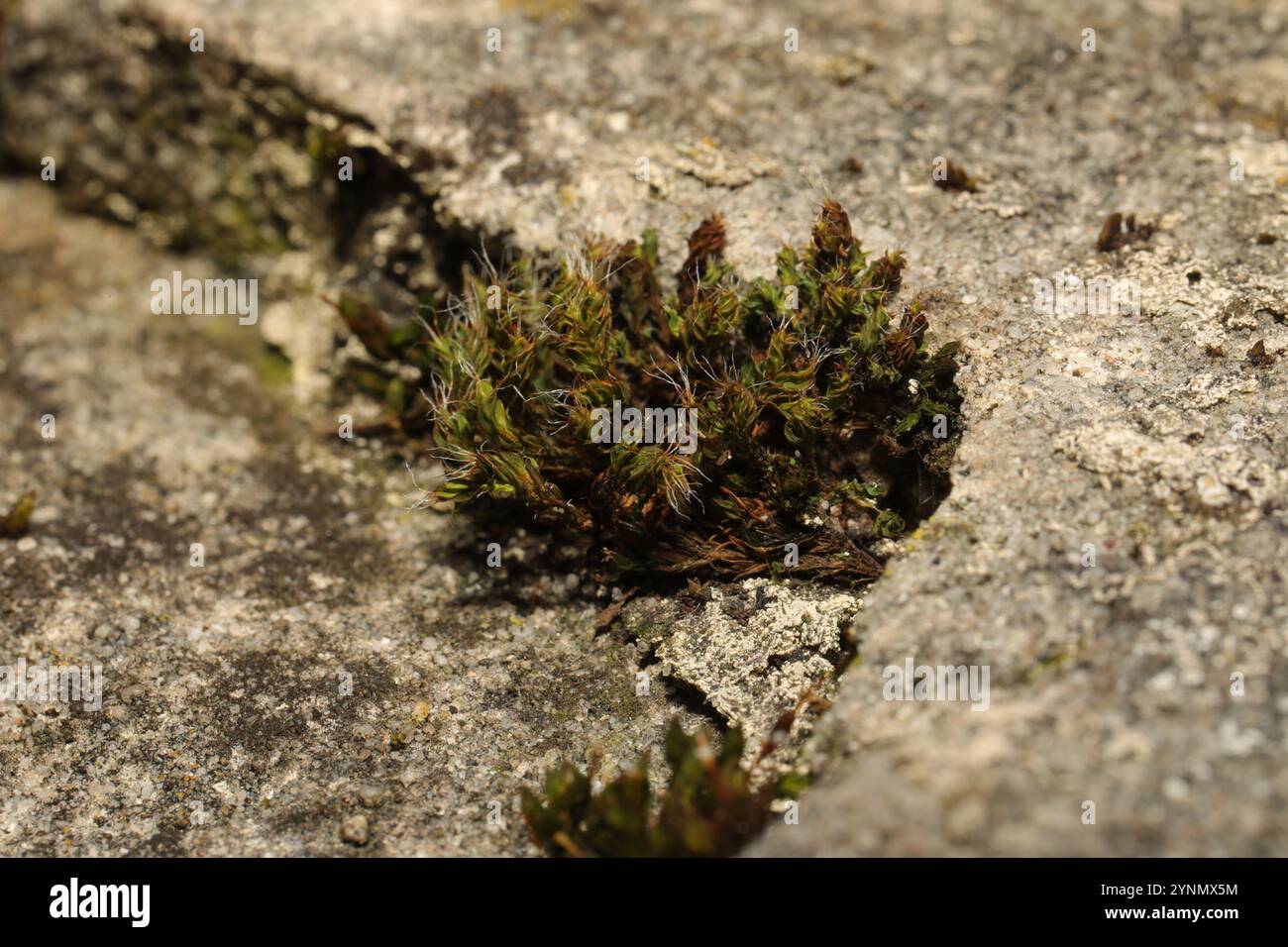 Anomalous bristle moss hi-res stock photography and images - Alamy