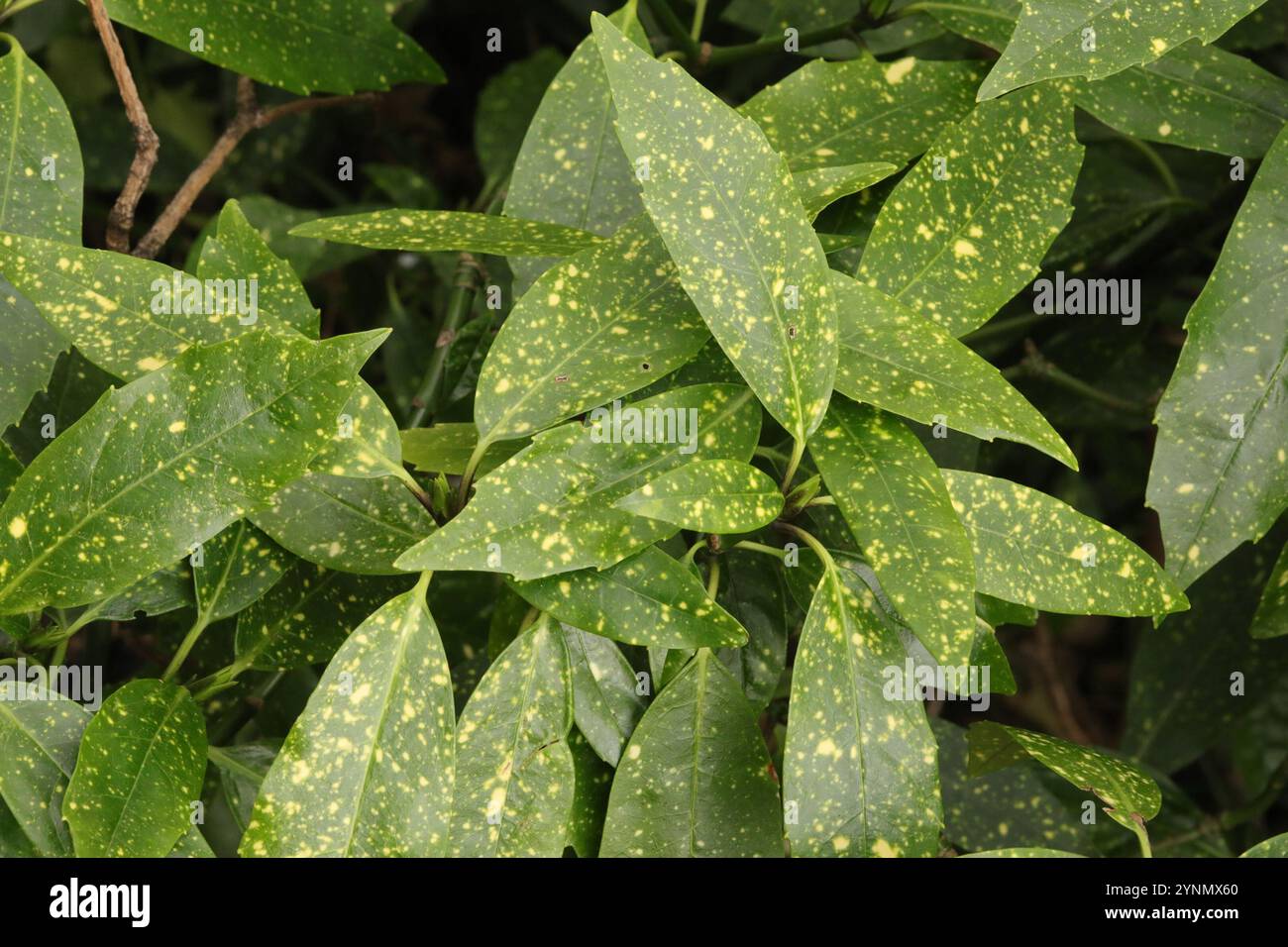 Japanese aucuba (Aucuba japonica Stock Photo - Alamy