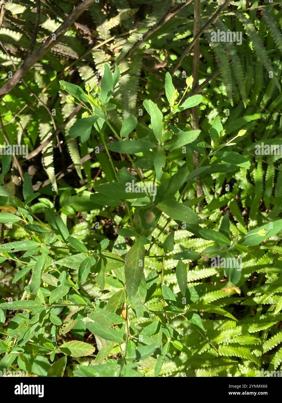Cuban jute (Sida rhombifolia Stock Photo - Alamy