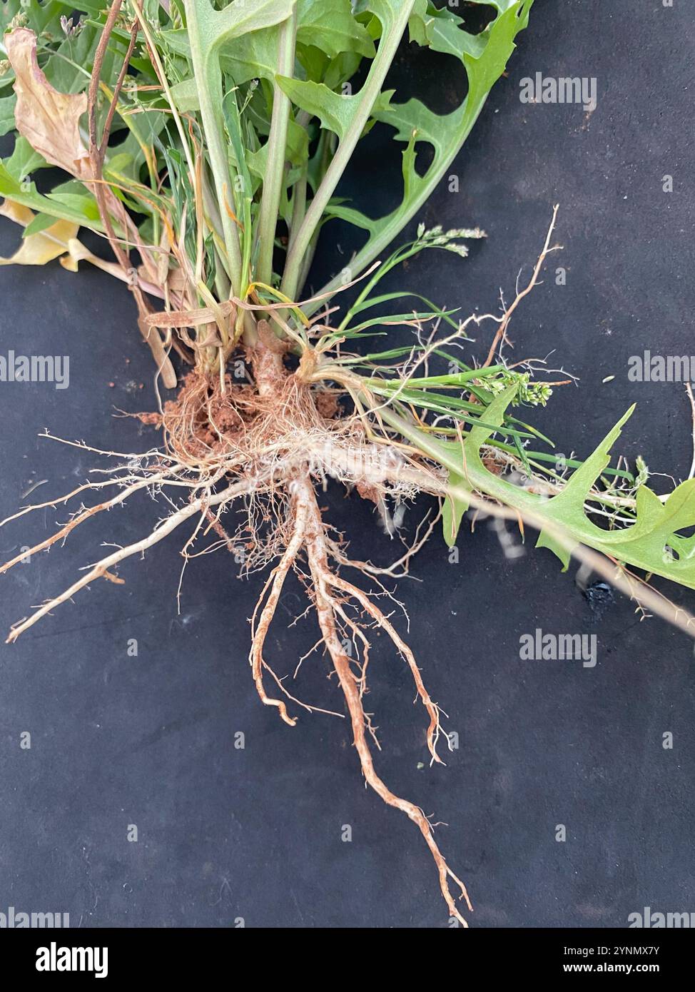 Sisymbrium irio hi-res stock photography and images - Alamy