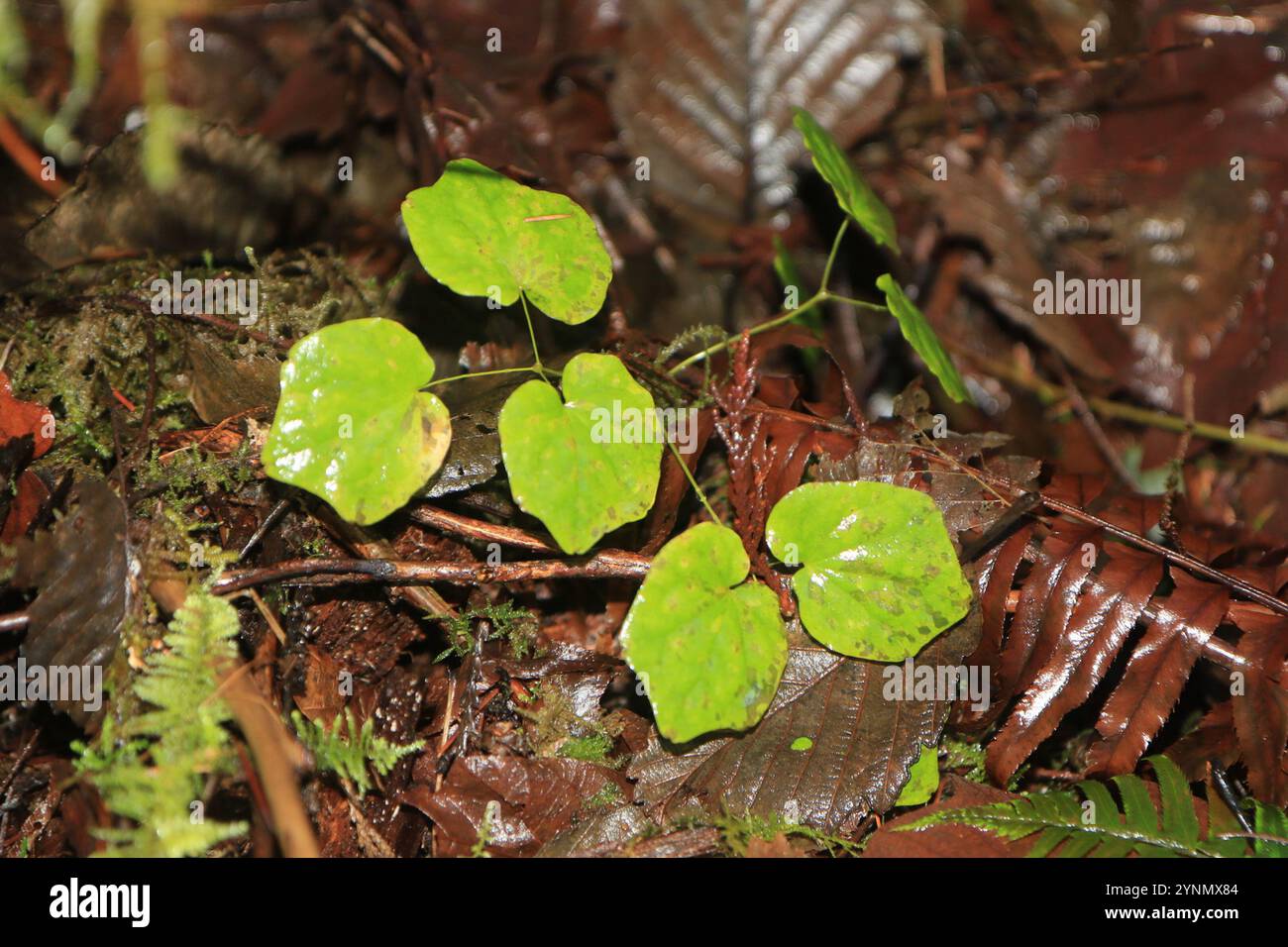 White Inside-out Flower (Vancouveria hexandra Stock Photo - Alamy