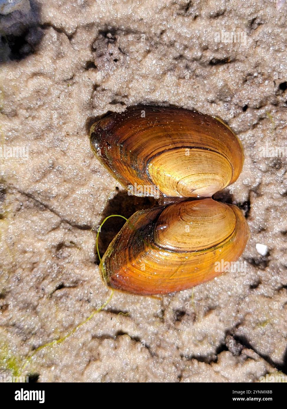 Florida Spike (Elliptio jayensis Stock Photo - Alamy