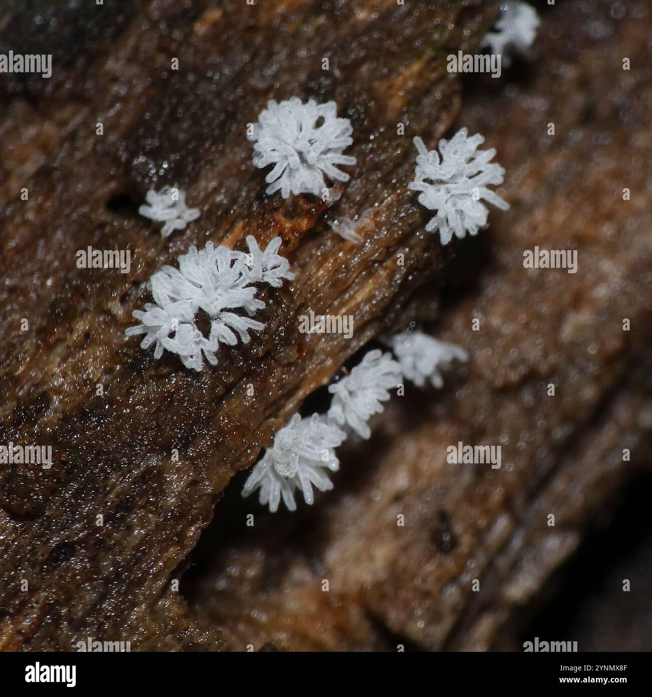 Honeycomb Coral Slime Mold (Ceratiomyxa fruticulosa Stock Photo - Alamy