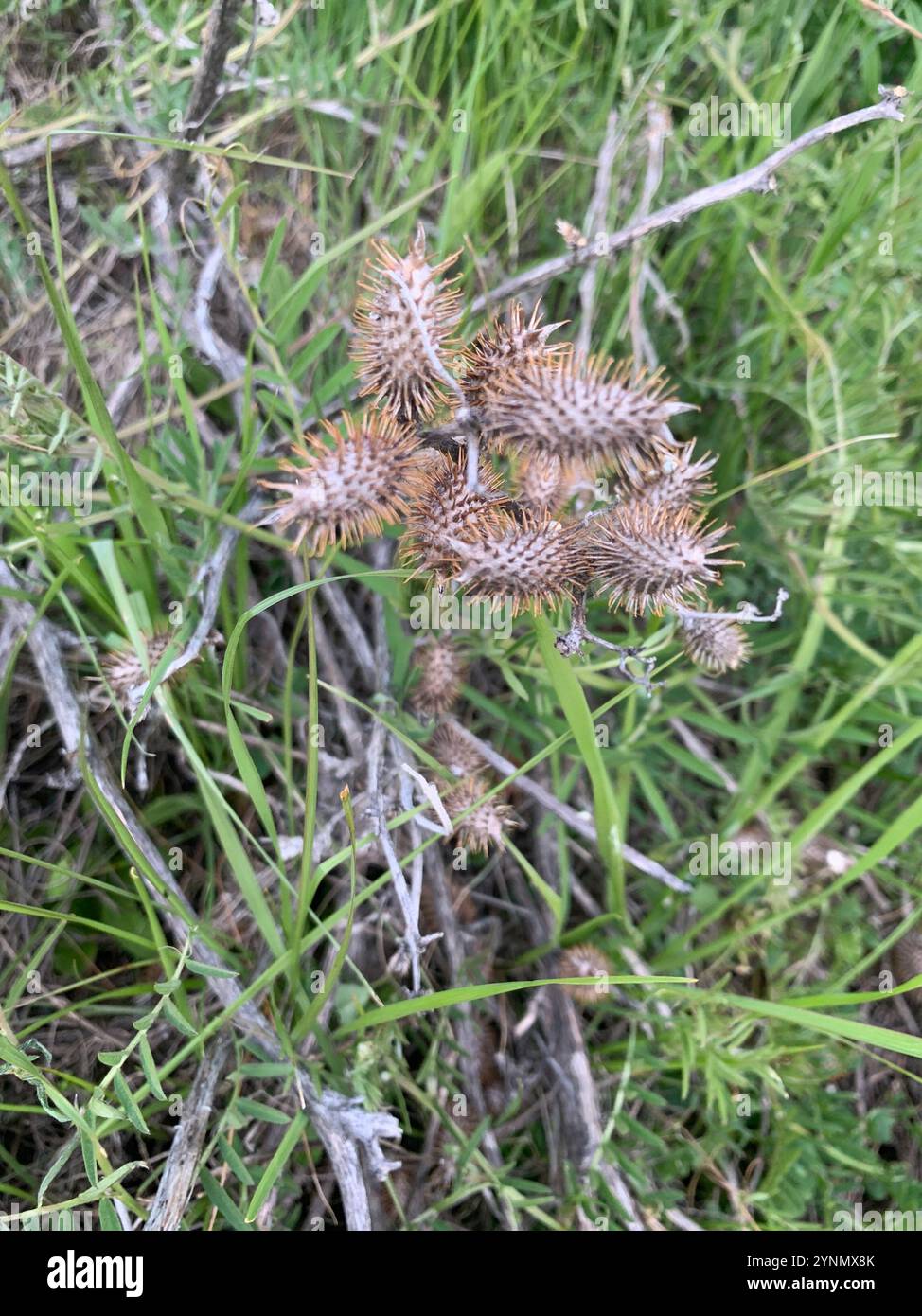 rough cocklebur (Xanthium strumarium Stock Photo - Alamy