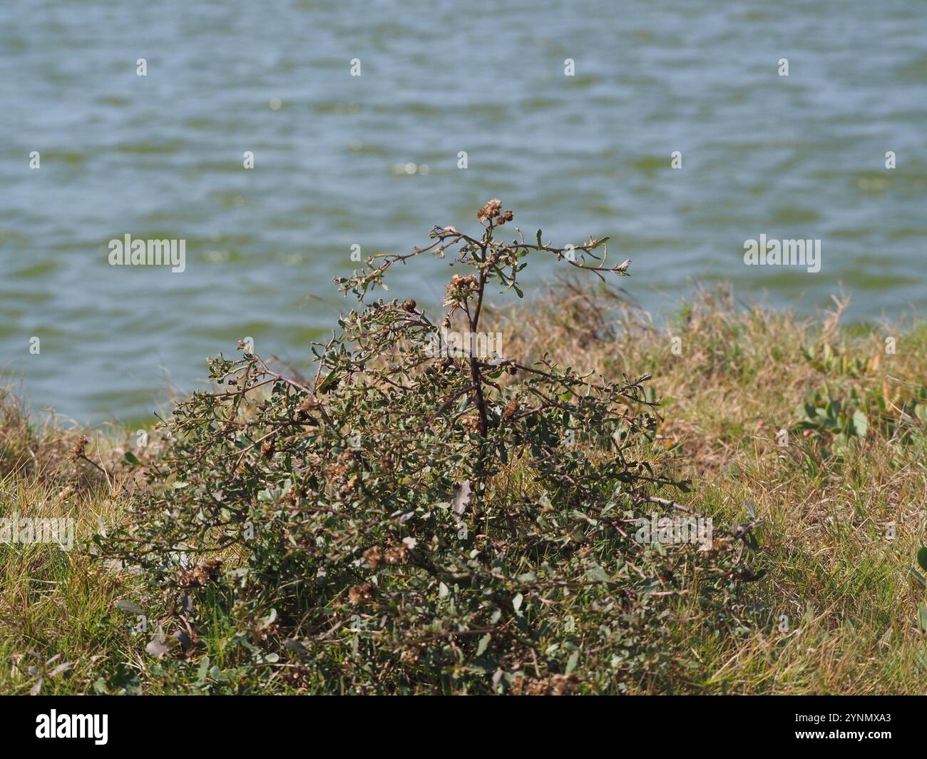 Pteropoda hi-res stock photography and images - Alamy