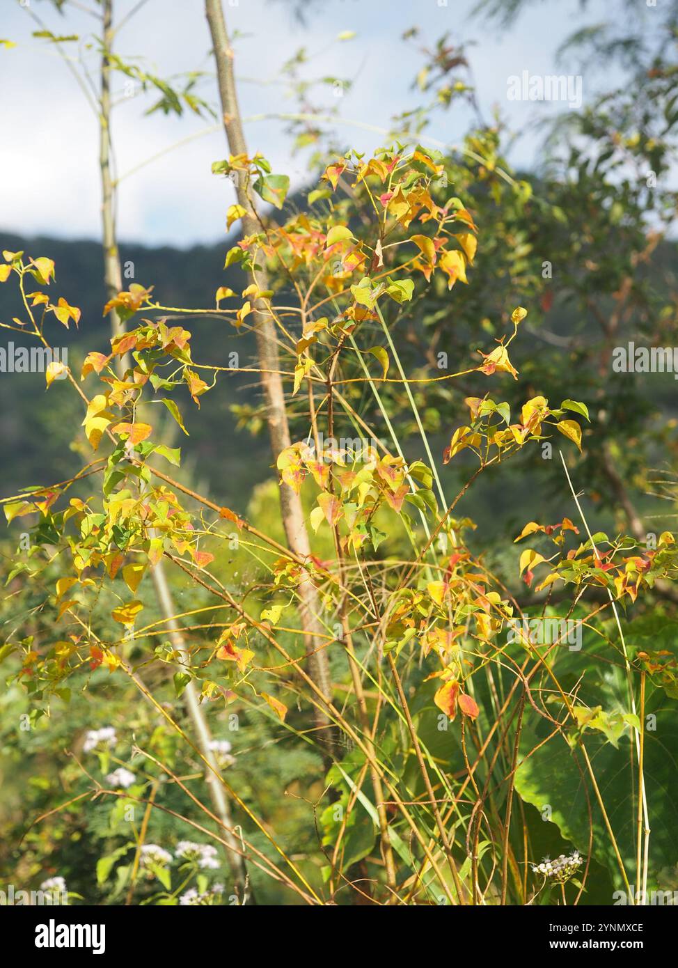 Chinese Tallow (Triadica sebifera Stock Photo - Alamy