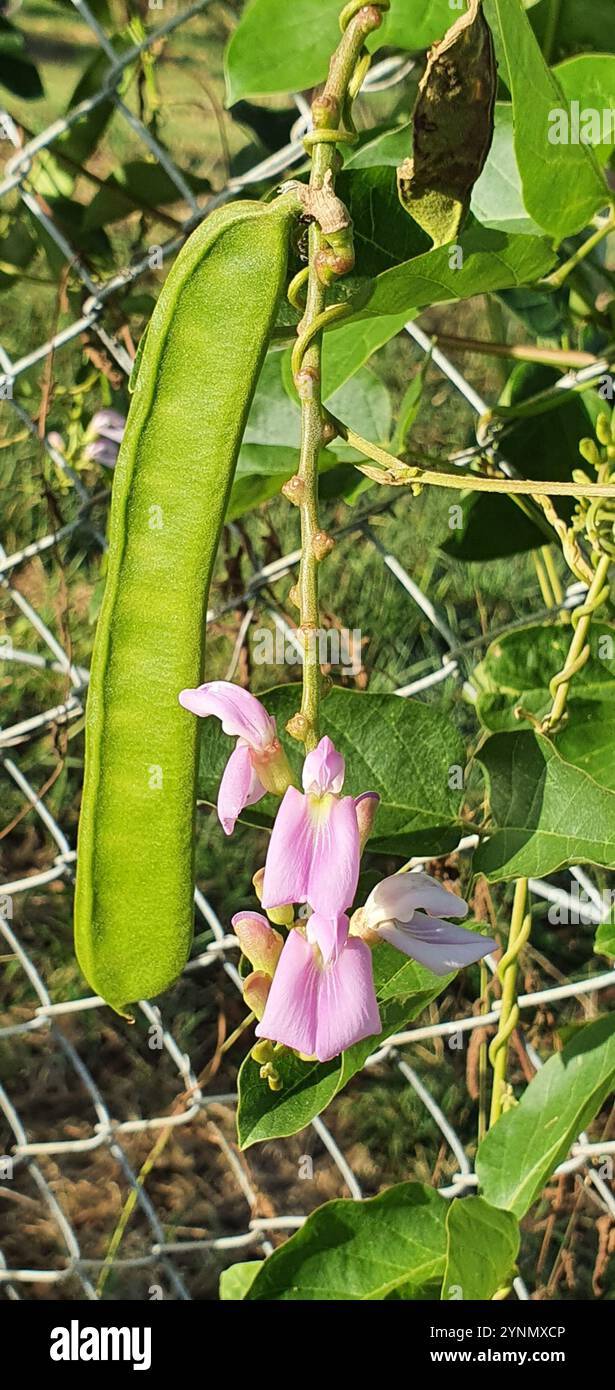 Wild Jack Bean (Canavalia papuana Stock Photo - Alamy