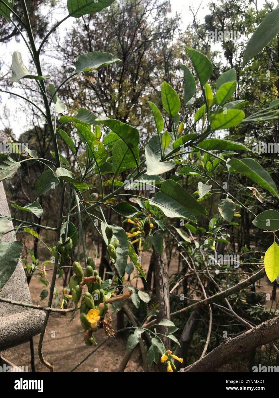 tree tobacco (Nicotiana glauca Stock Photo - Alamy