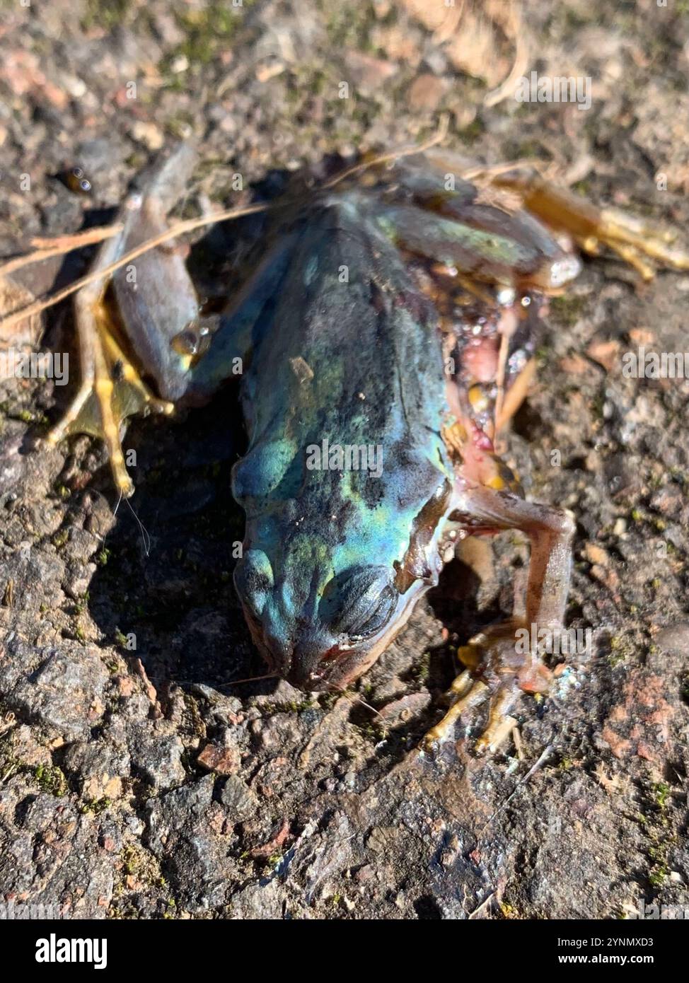Pacific chorus frog (Pseudacris regilla Stock Photo - Alamy