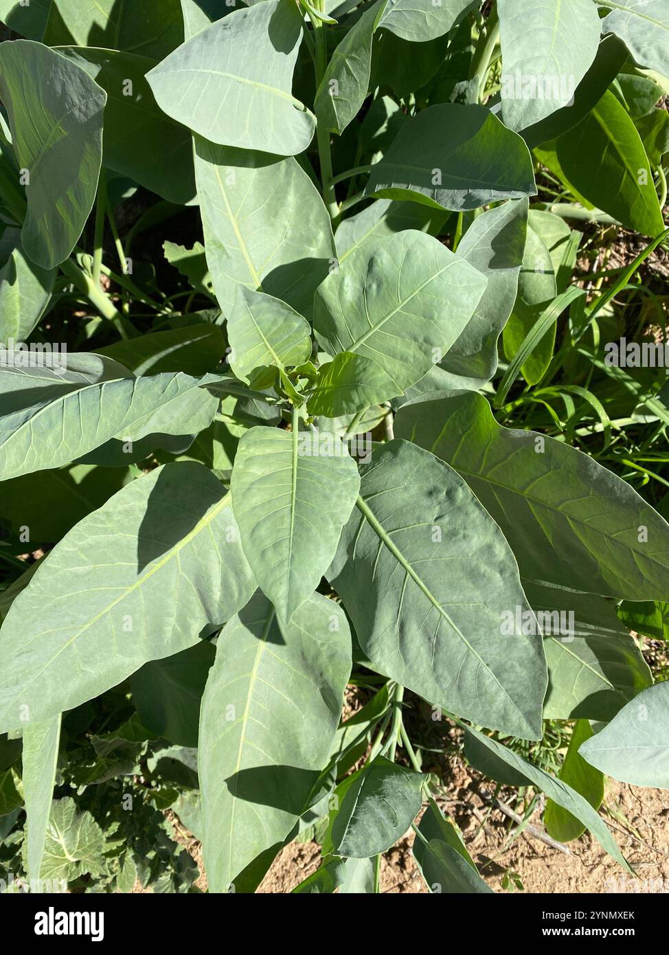 tree tobacco (Nicotiana glauca Stock Photo - Alamy