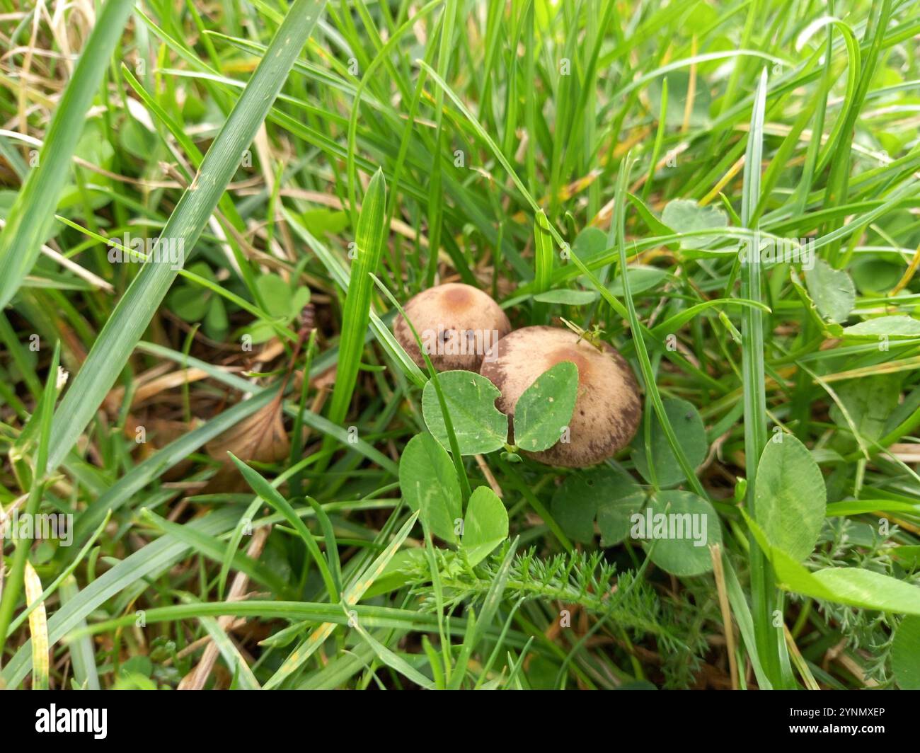 Mowers mushroom panaeolus foenisecii hi-res stock photography and ...