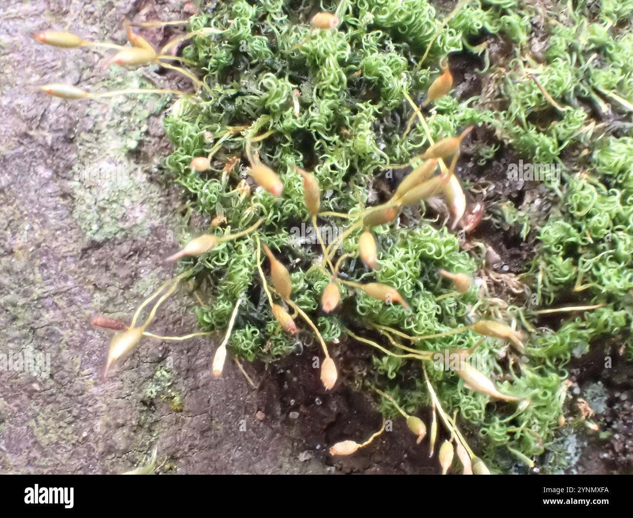 Cirrata hi-res stock photography and images - Alamy