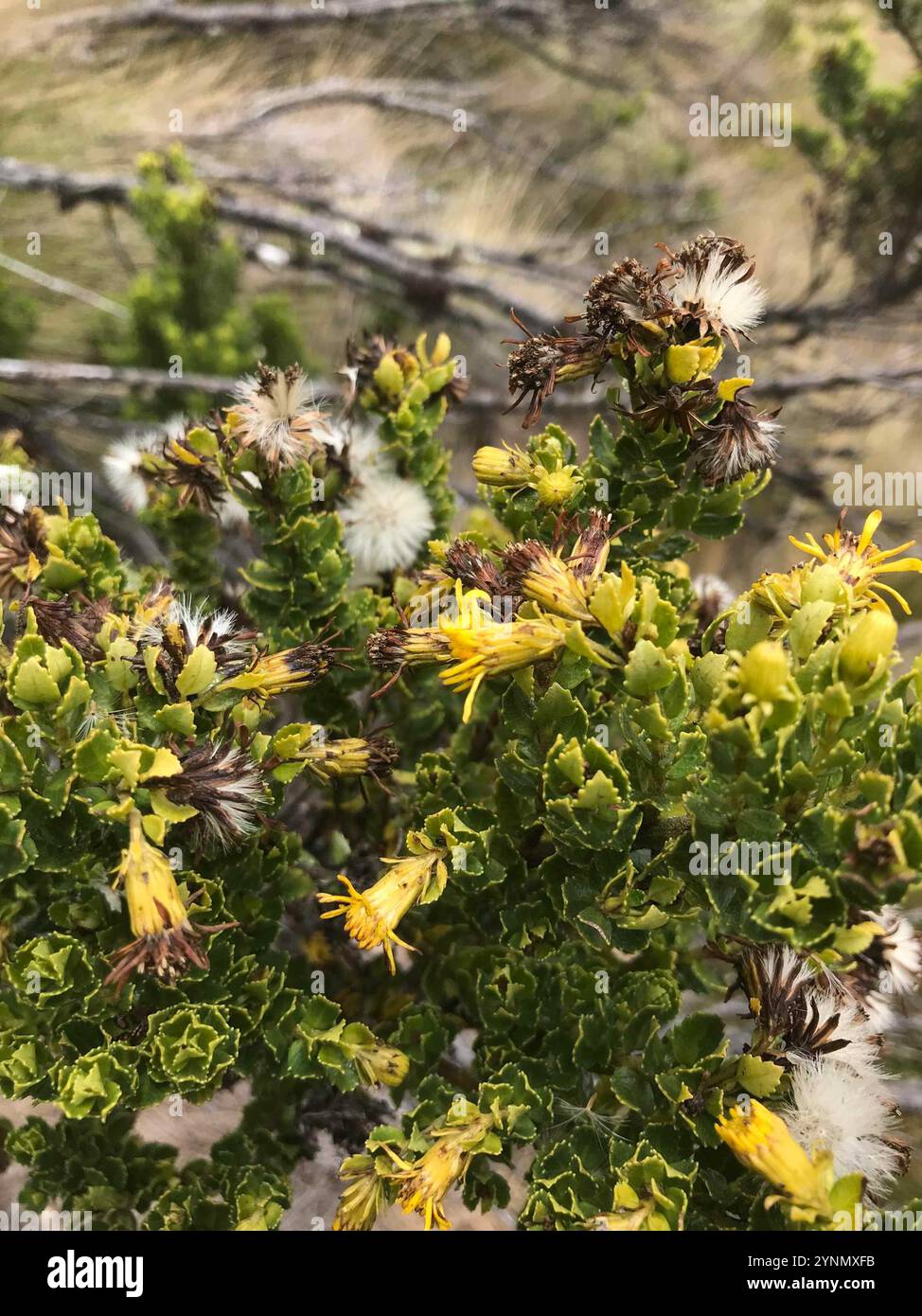 Monticalia arbutifolia hi-res stock photography and images - Alamy