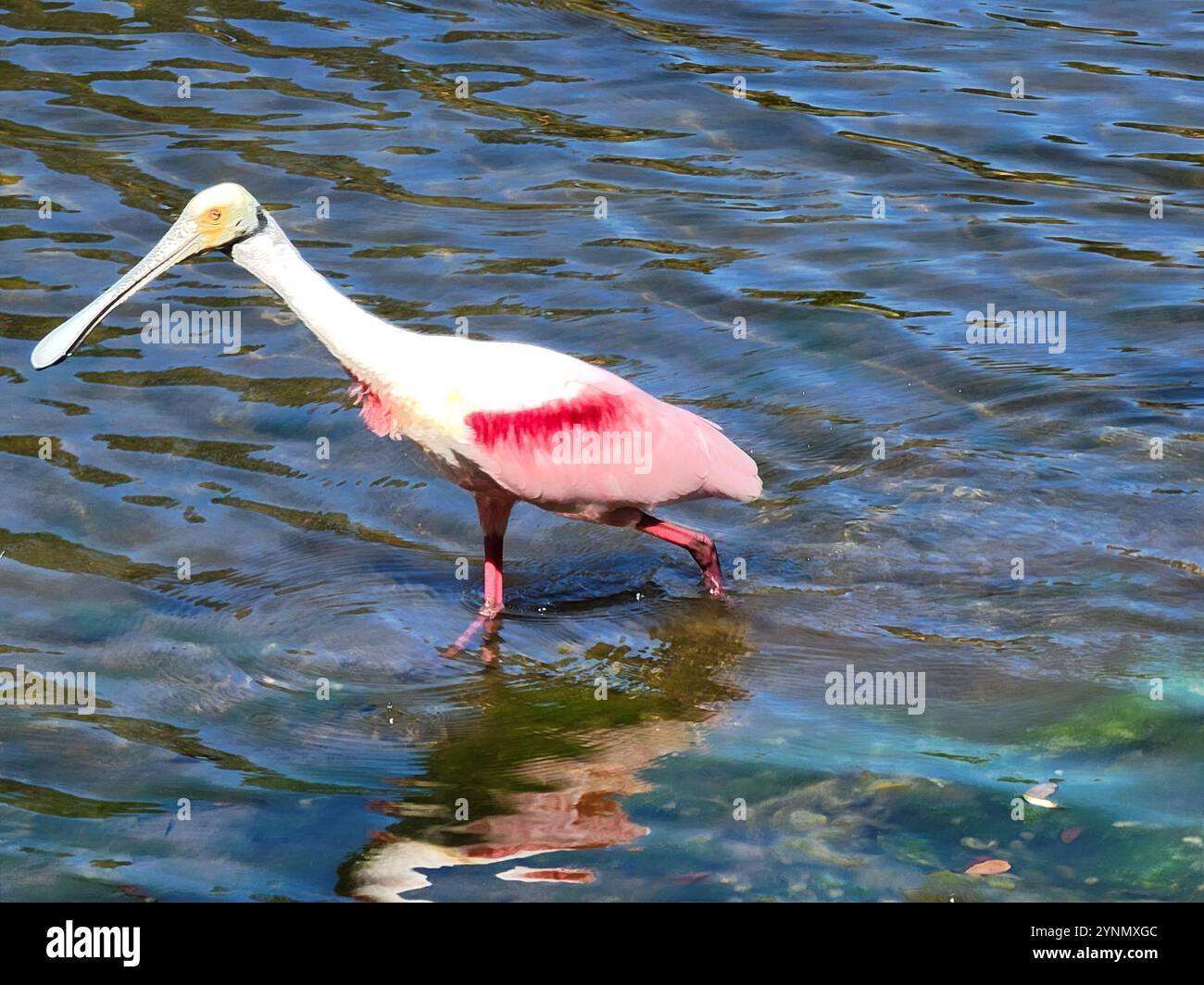 Roseate Spoonbill (Platalea ajaja Stock Photo - Alamy