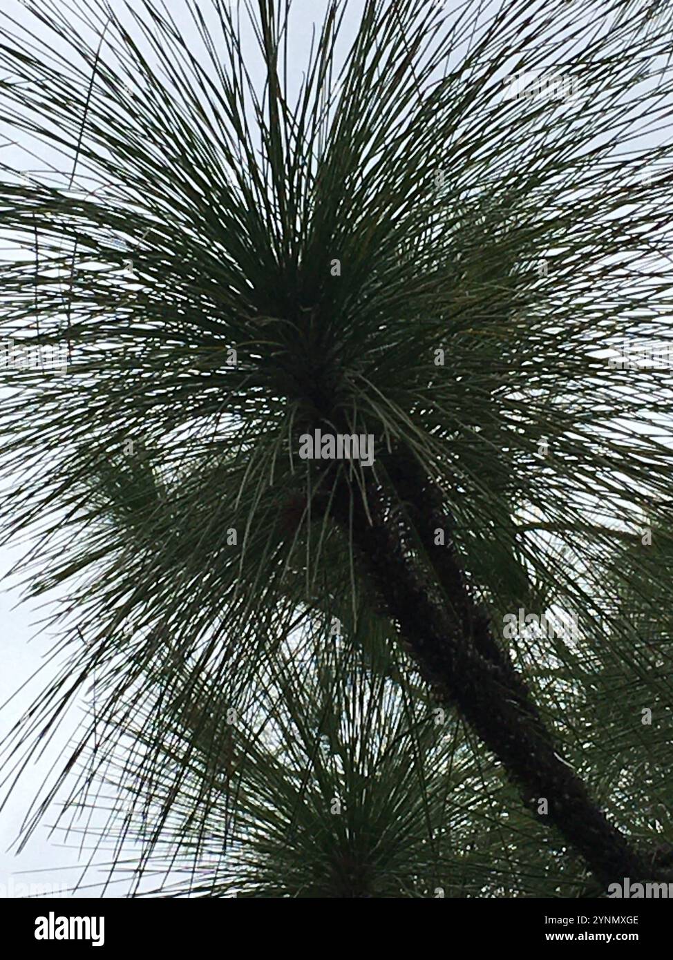 longleaf pine (Pinus palustris Stock Photo - Alamy
