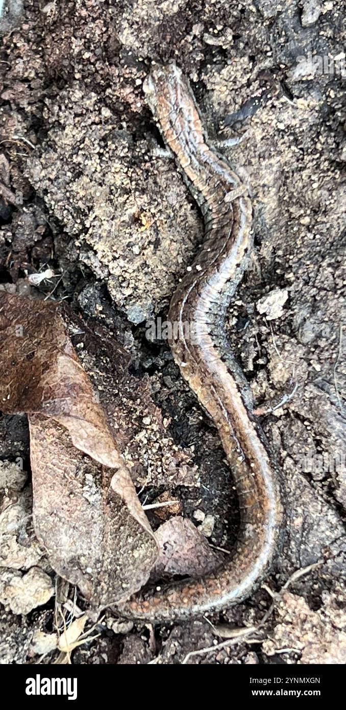California Slender Salamander (Batrachoseps attenuatus Stock Photo - Alamy