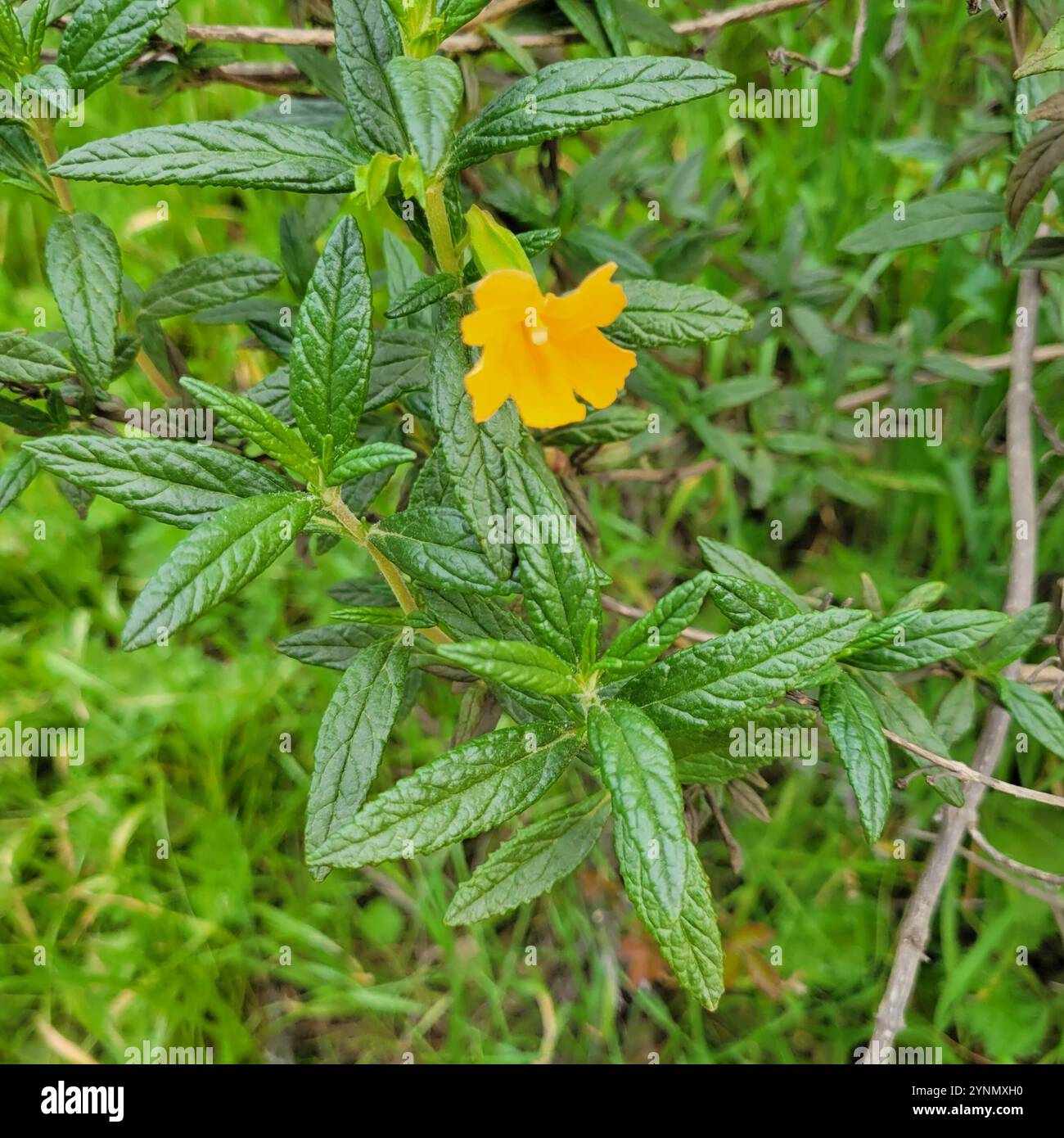 orange bush monkeyflower (Diplacus aurantiacus Stock Photo - Alamy