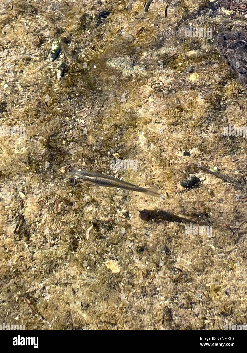 Western Mosquitofish (Gambusia affinis Stock Photo - Alamy