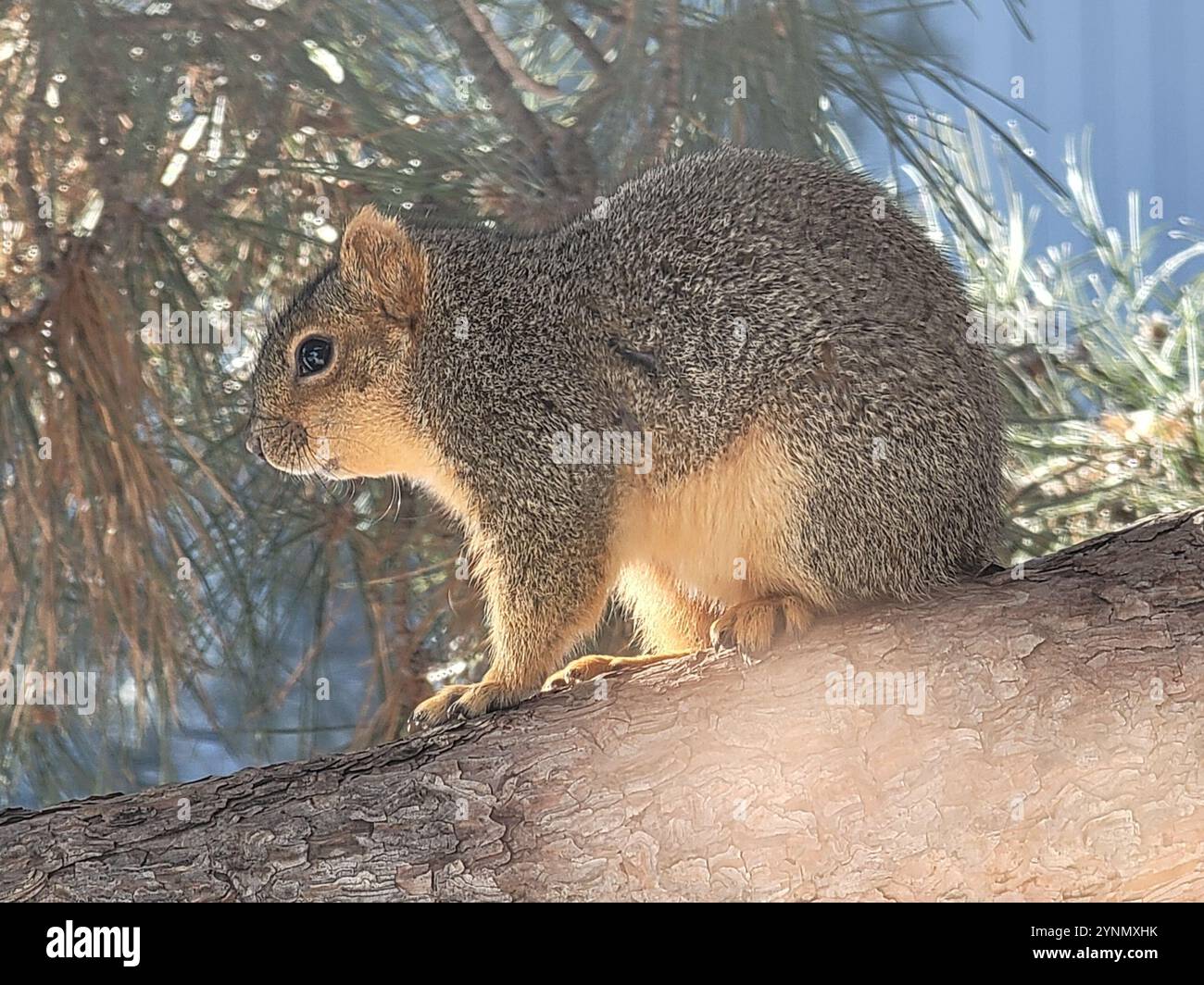 Eastern Fox Squirrel (Sciurus niger Stock Photo - Alamy