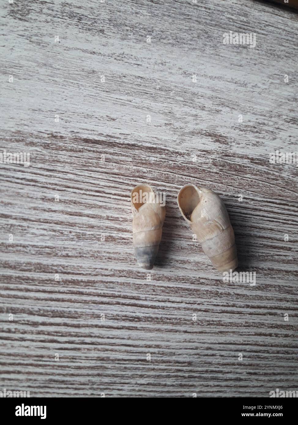 Decollate Snail (Rumina decollata Stock Photo - Alamy