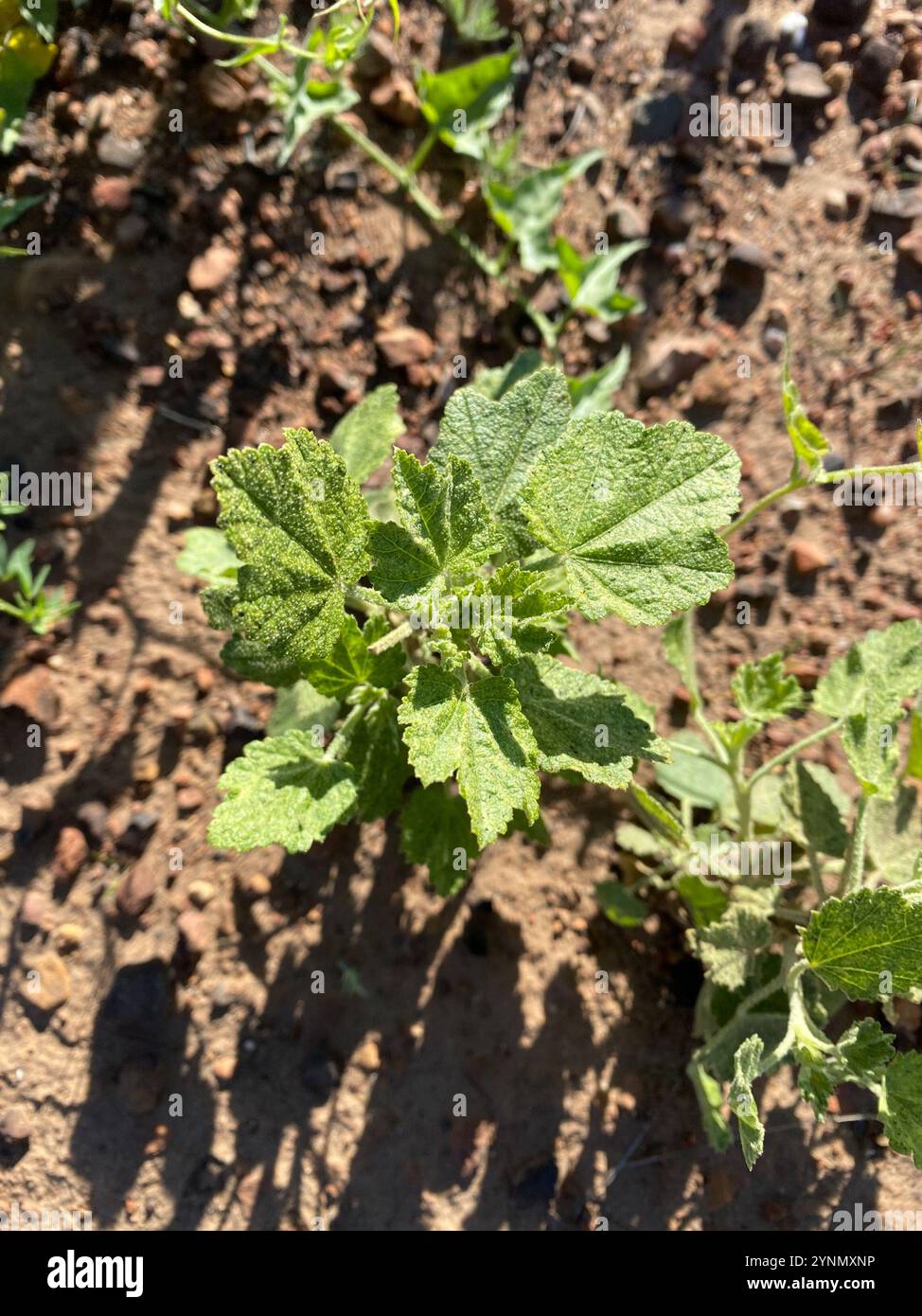 southern coastal bushmallow (Malacothamnus fasciculatus Stock Photo - Alamy