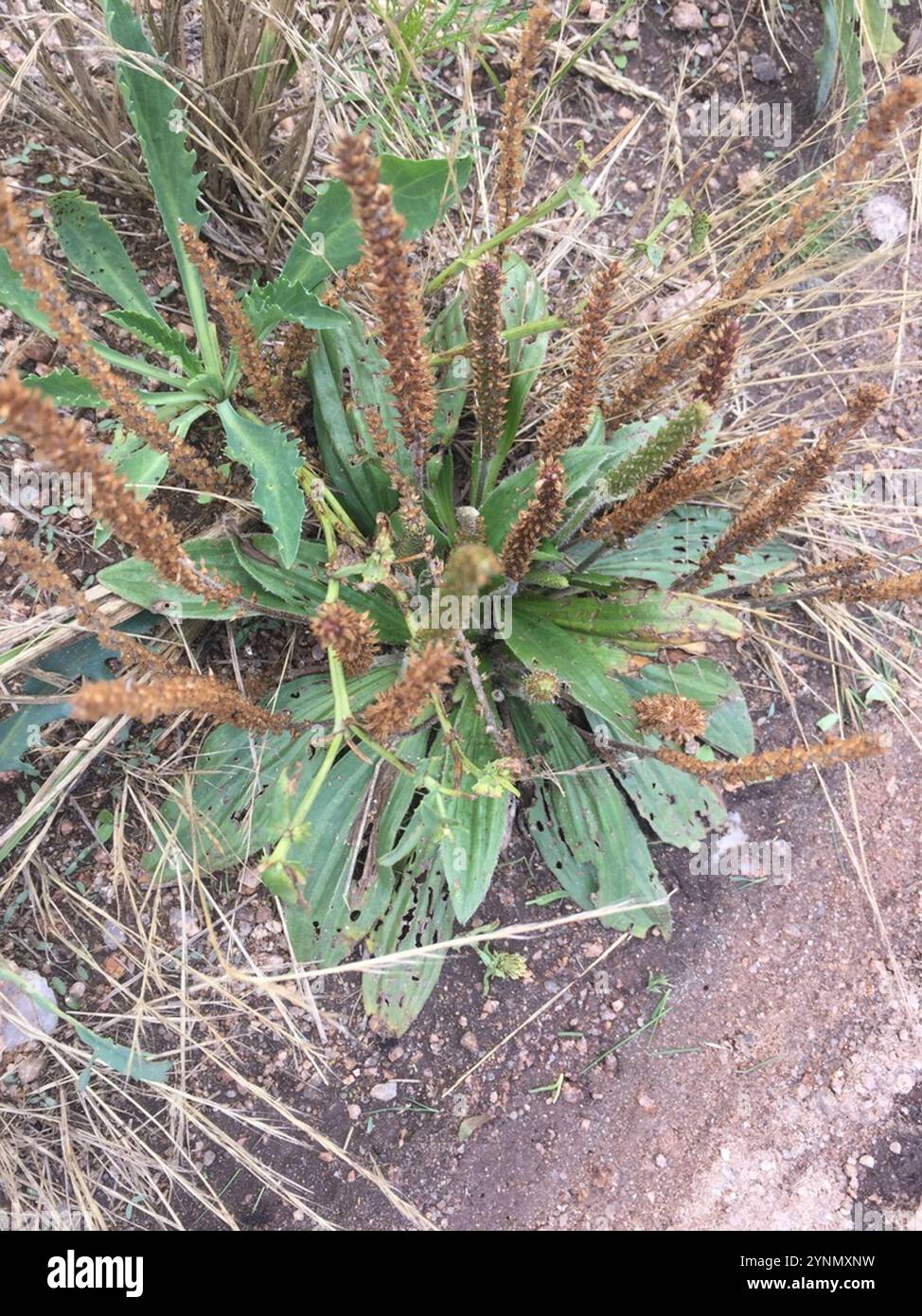 Swamp plantain (Plantago australis Stock Photo - Alamy