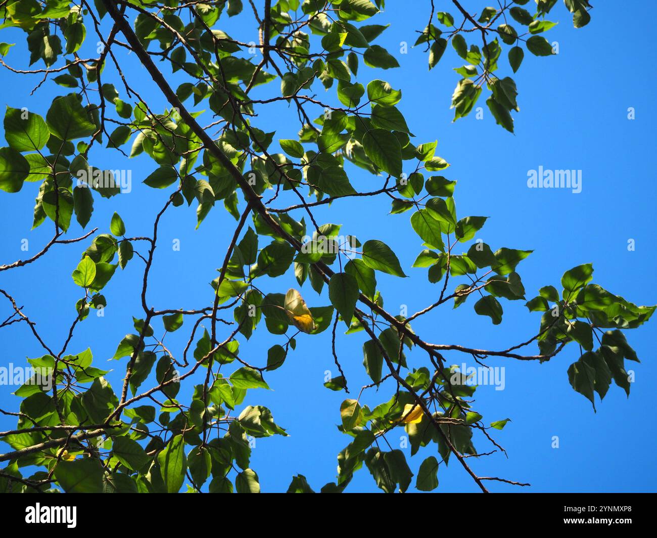 Paper mulberry (Broussonetia papyrifera Stock Photo - Alamy